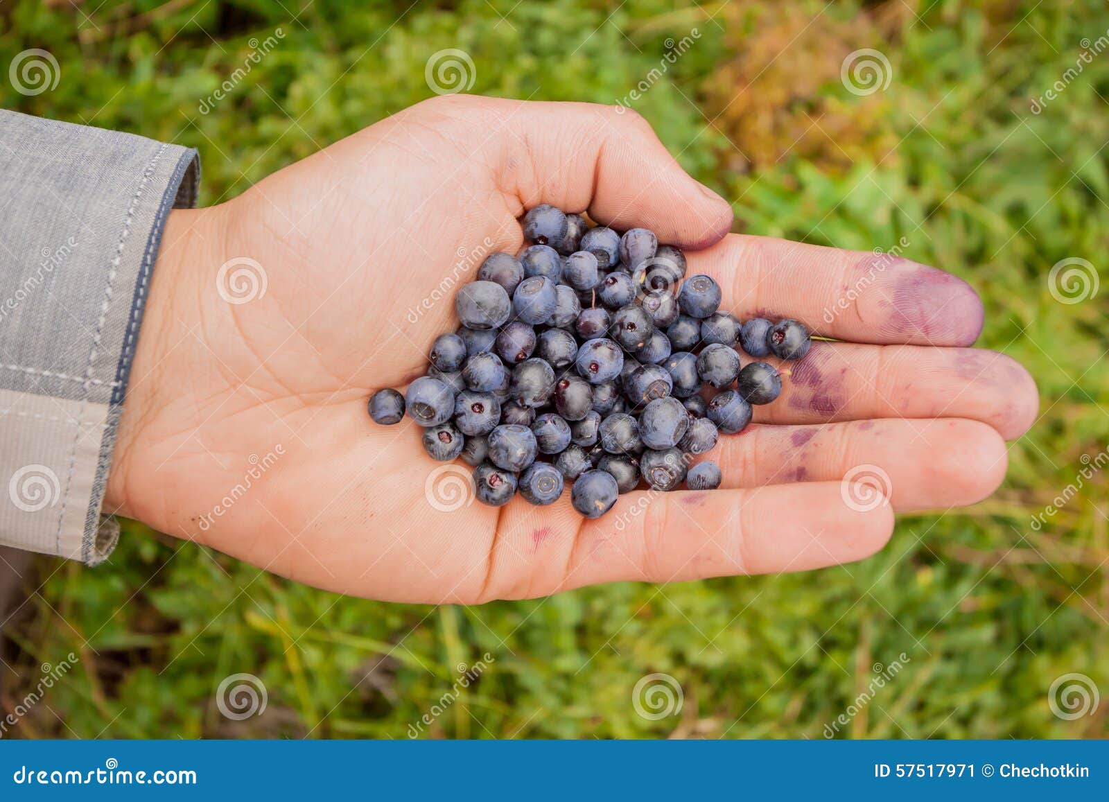 Handful of huckleberries stock image. Image of handful - 57517971
