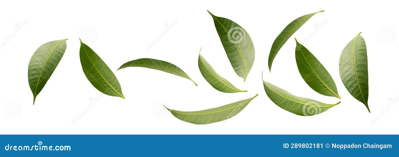 A Handful of Leaves Fluttered on a White Background. Stock Image ...