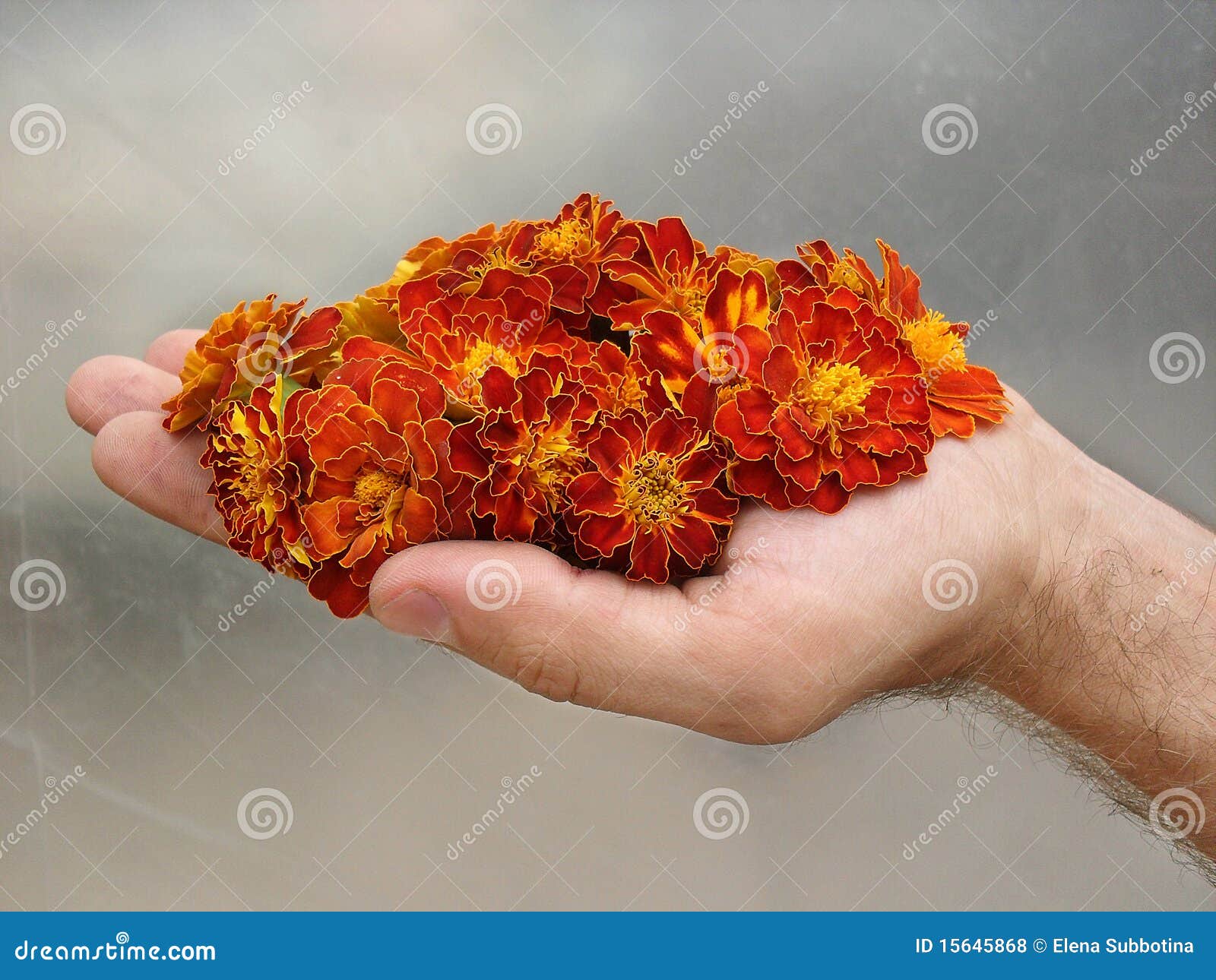 Male Marigold Platy Or Sunset Platy Xiphophorus Maculatus Tropical ...