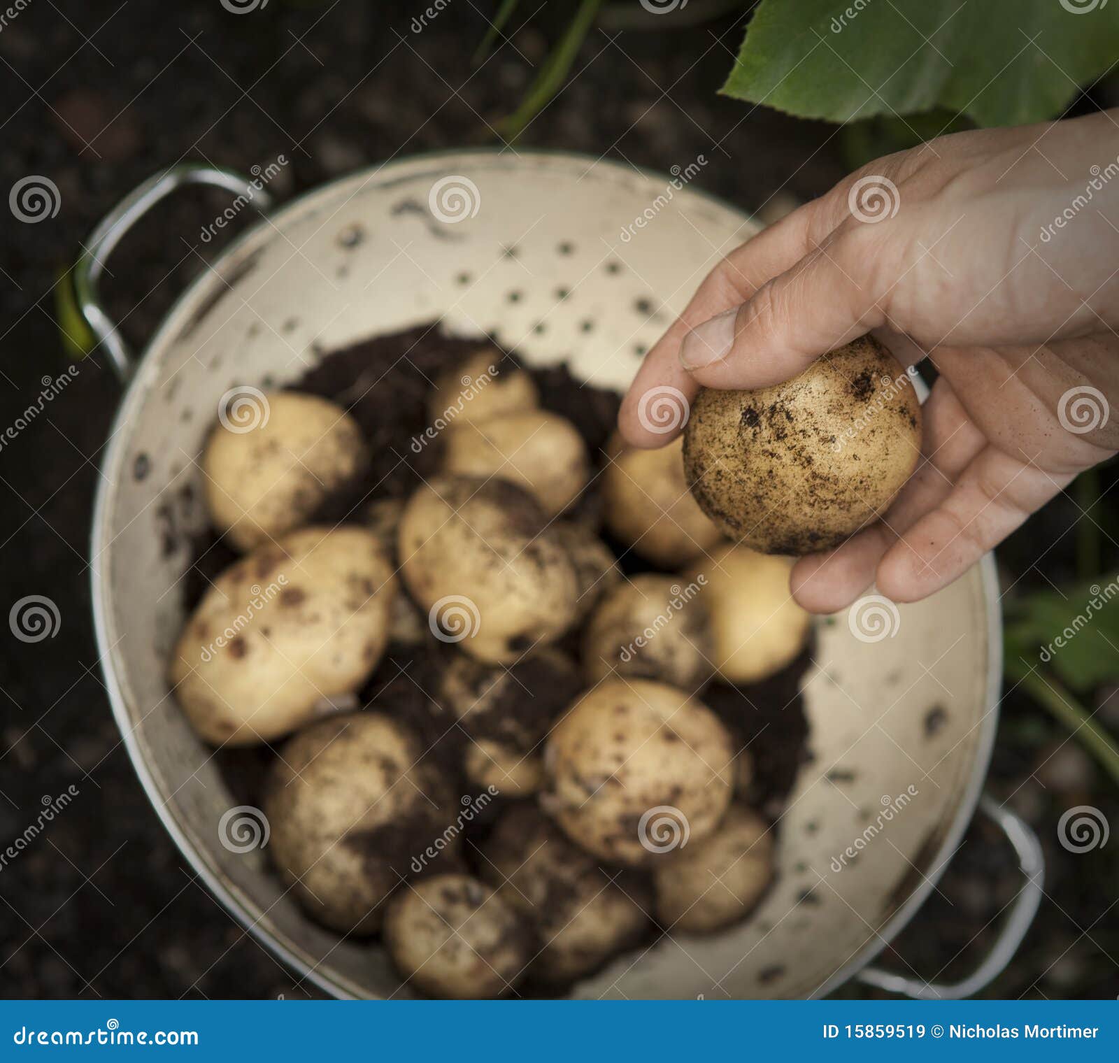 A Handful of New Potatoes in Colander Stock Image - Image of harvest ...