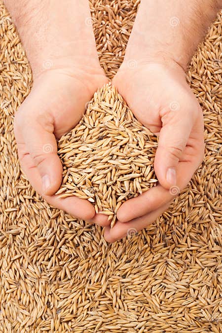 Handful oats stock image. Image of closeup, kernels, foods - 18421515