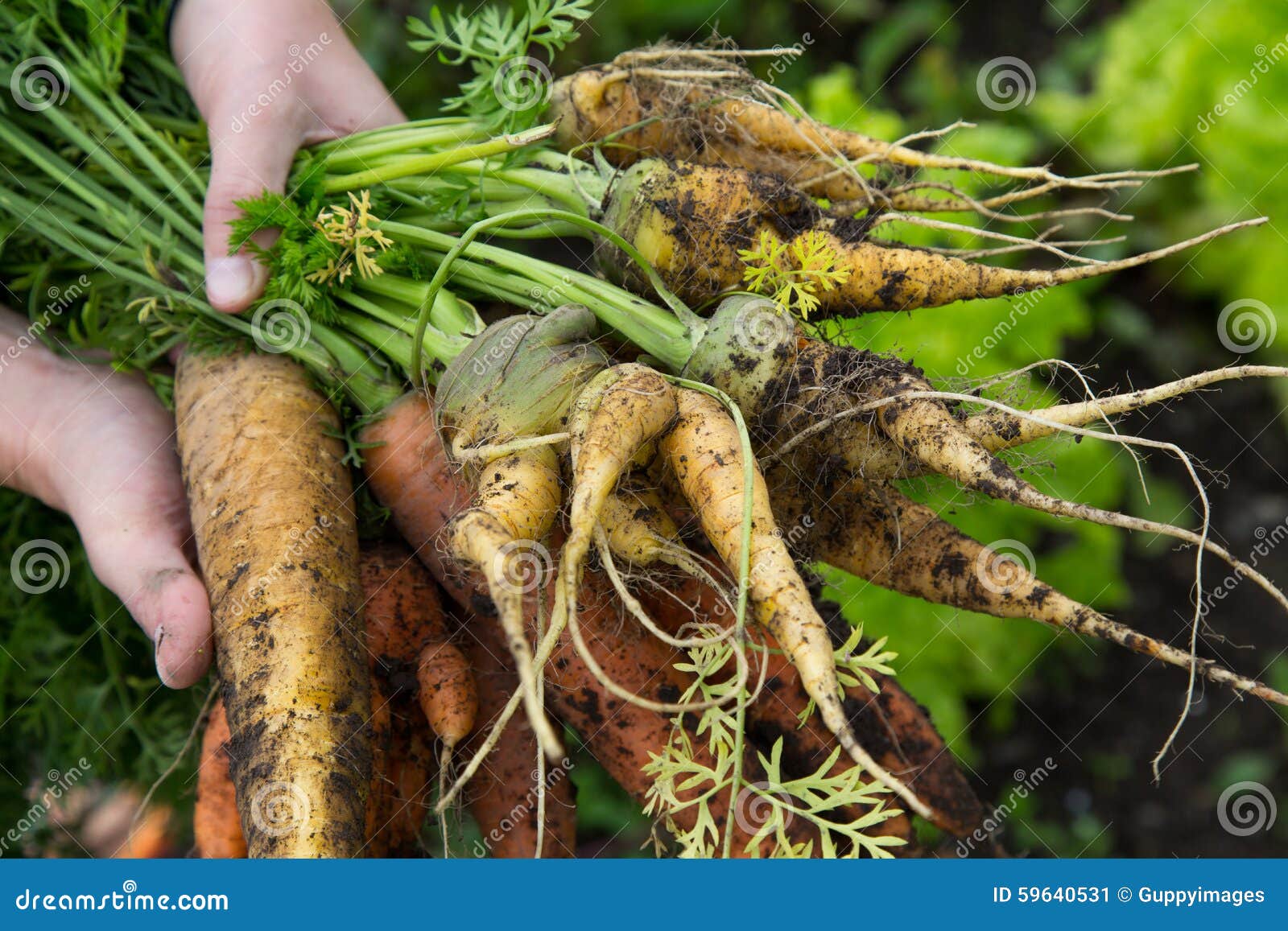 A Handful of Odd Shaped Orange and Yellow Carrots Stock Image - Image ...