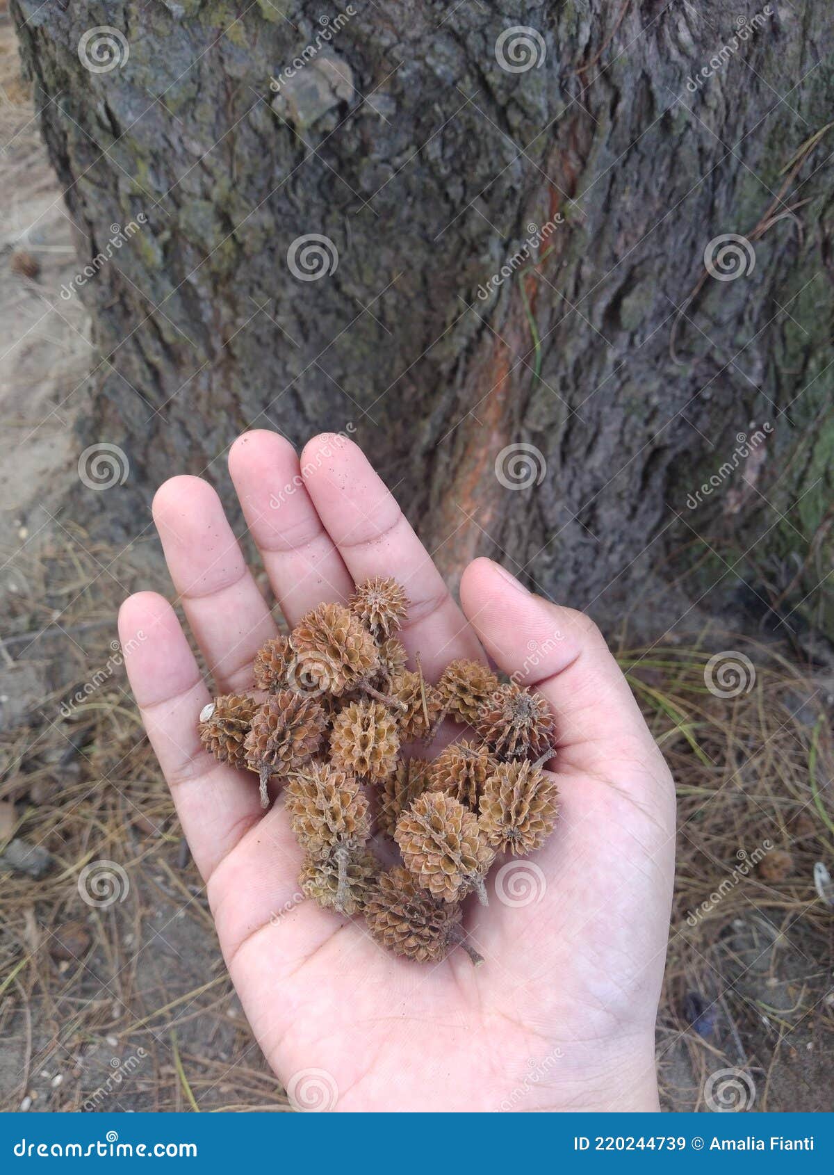 A Handful of Pine Cones Falling on the Sand Stock Image - Image of sand ...