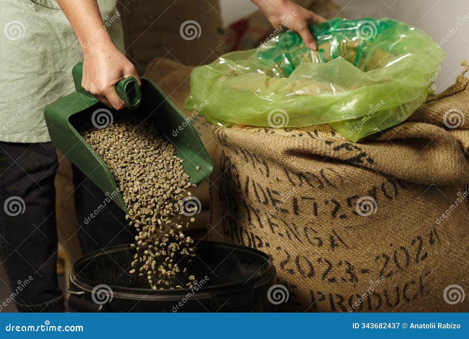 Handful Pouring Raw Coffee Beans in the Bag. Sorting Green Coffee. Raw ...