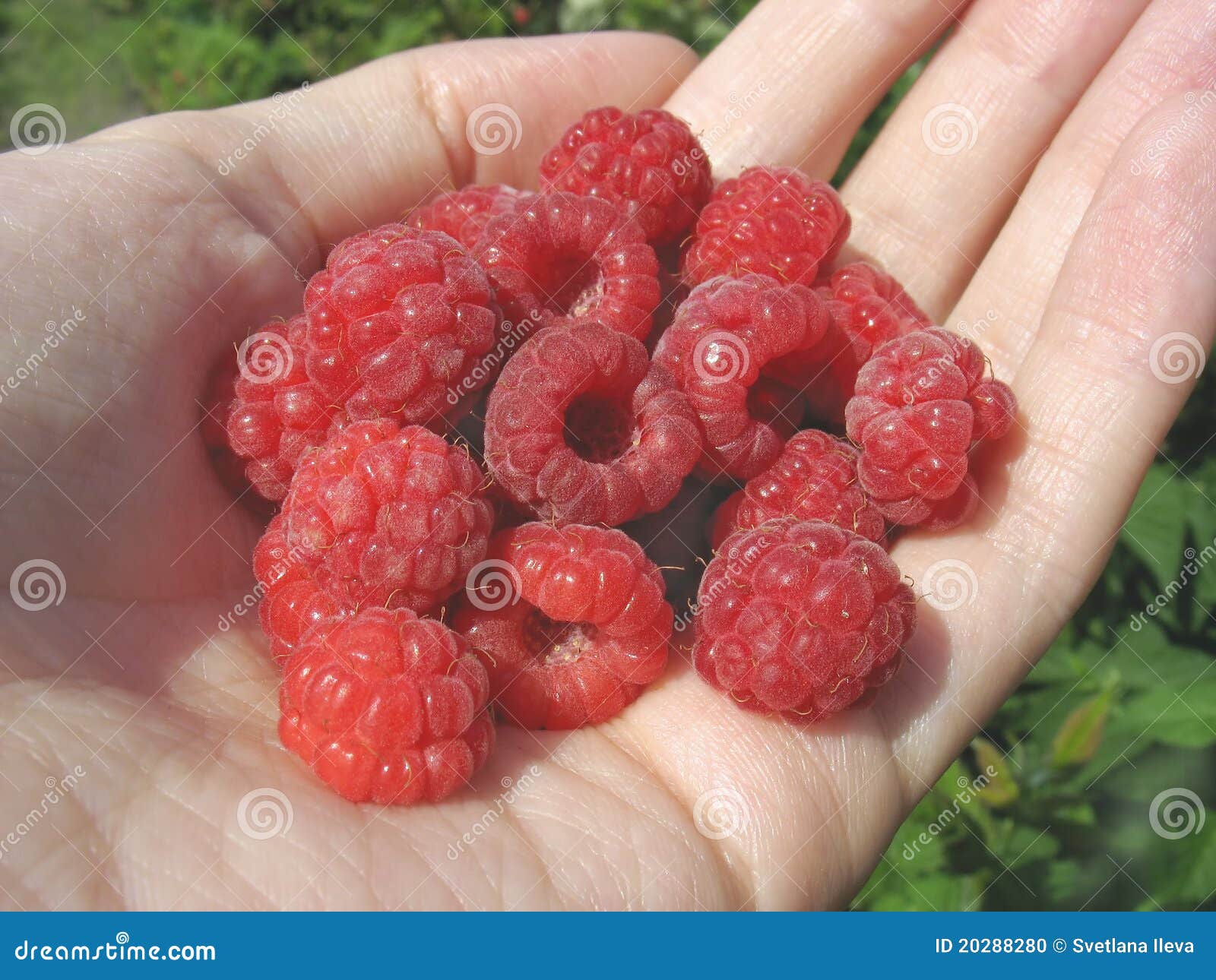 Handful of Raspberry on Woman S Palm Stock Photo - Image of tree ...