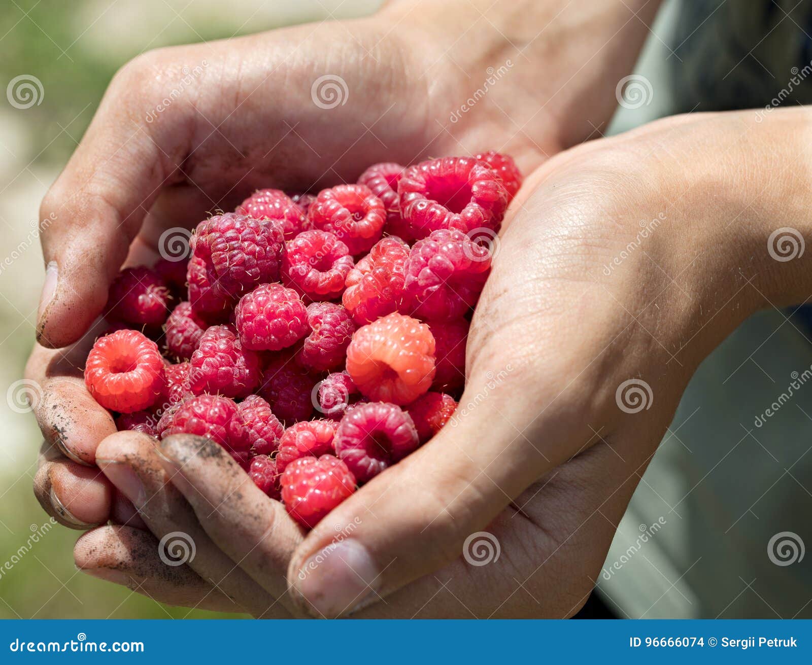 A Handful of Red Ripe Raspberries in the Hands Stock Photo - Image of ...