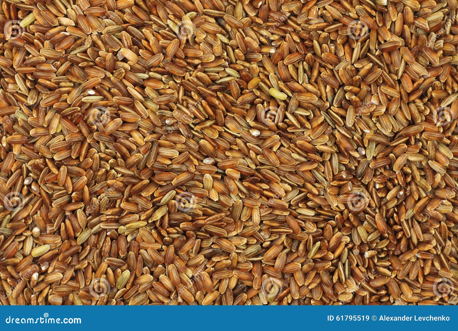 A Handful of Rice Grains with Bran Shell Background Stock Image - Image ...