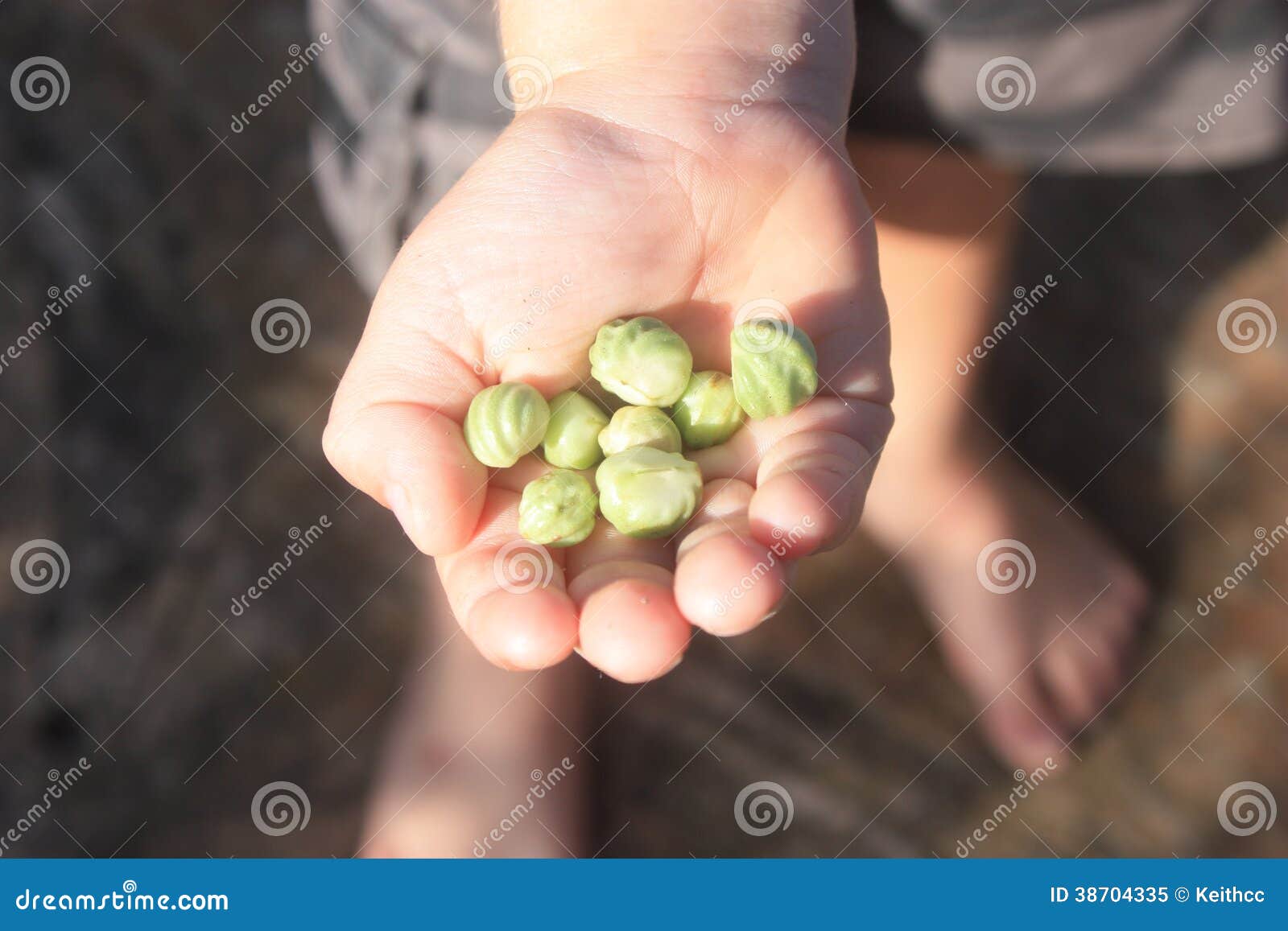 Handful of seeds stock image. Image of little, fingers - 38704335