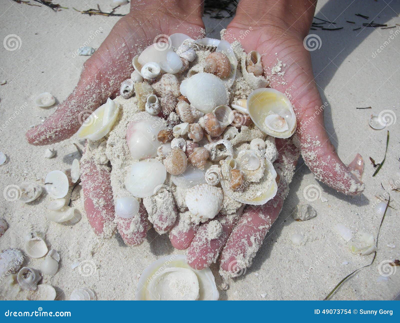 Handful of shells stock photo. Image of sand, tropical - 49073754