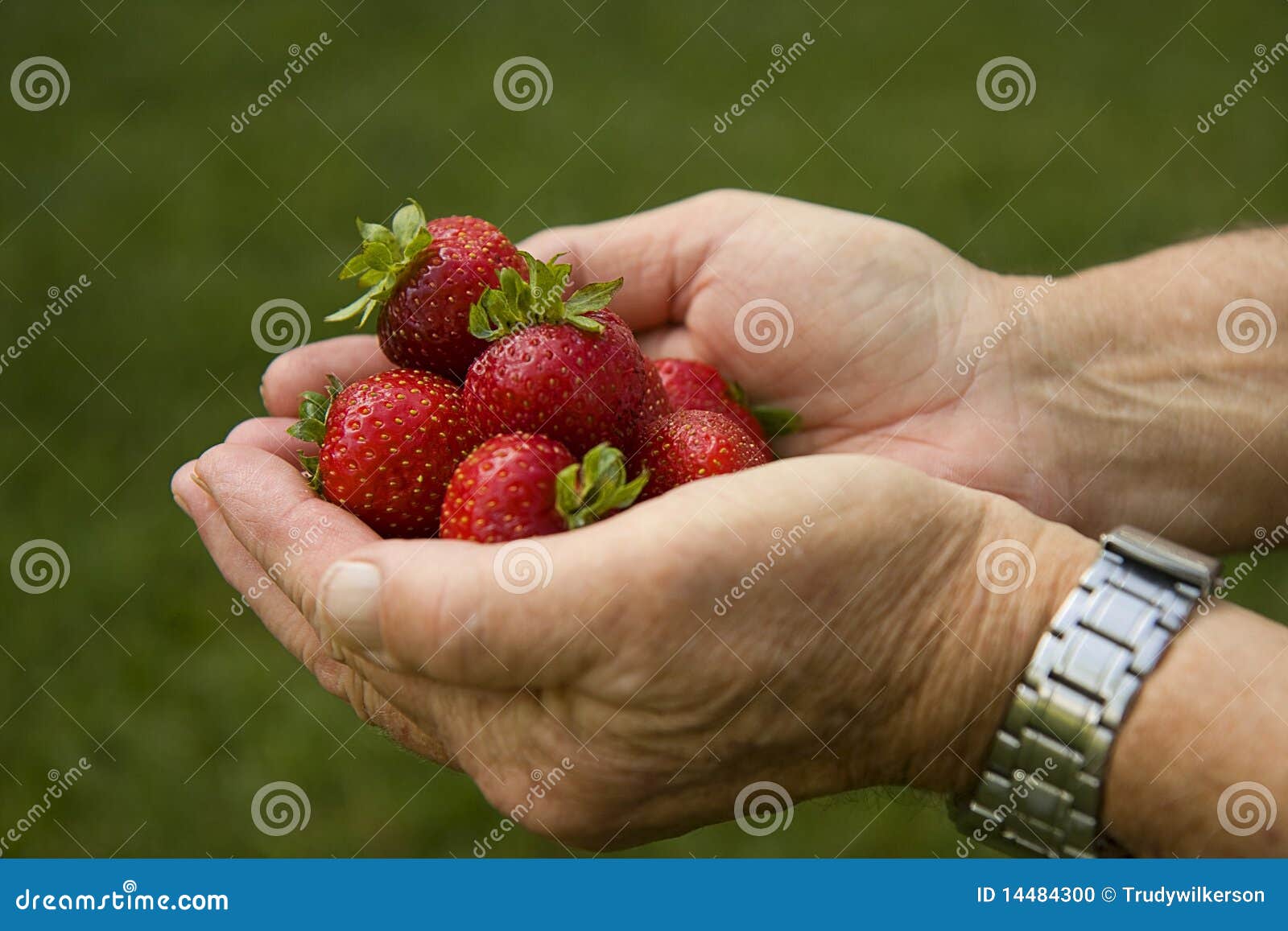 Handful of Strawberries stock photo. Image of fresh, juicy - 14484300