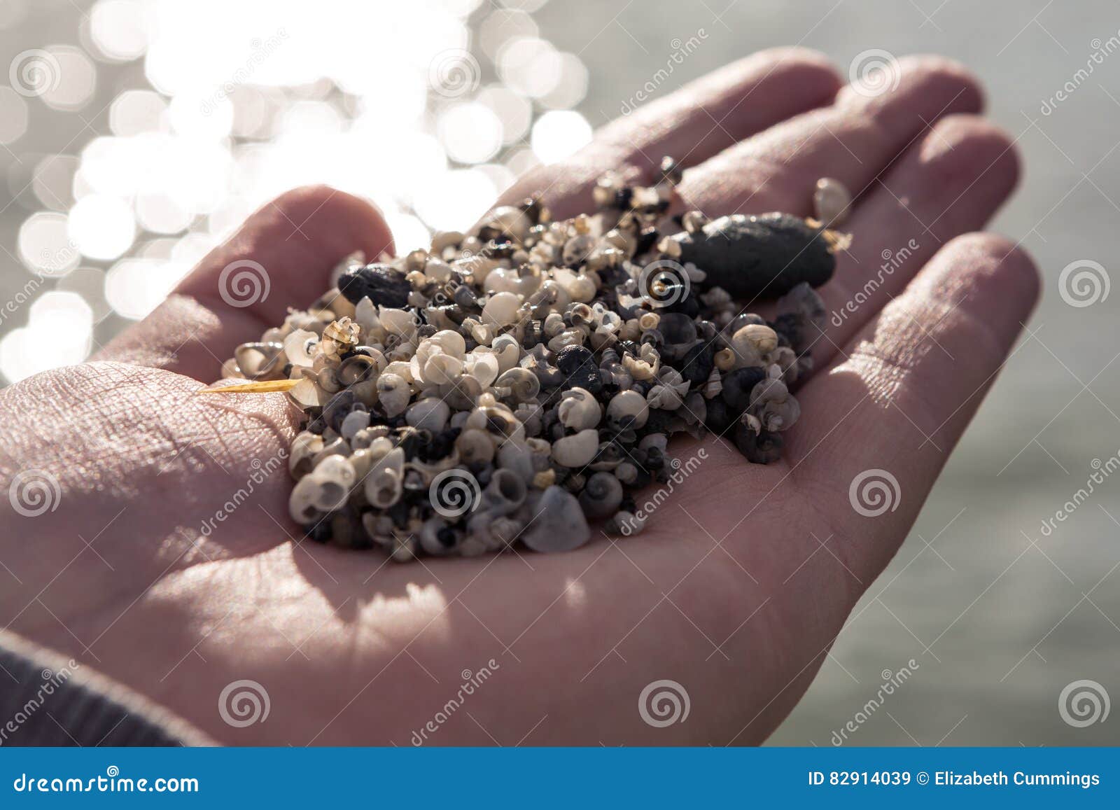 Handful of Tiny Snail Shells Stock Image - Image of shells, spiral ...