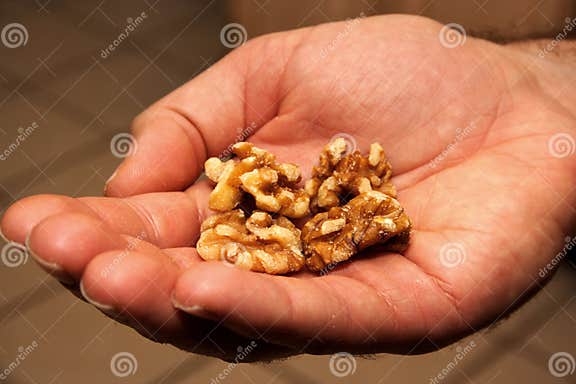Handful of Walnuts stock photo. Image of hand, protein - 12374894
