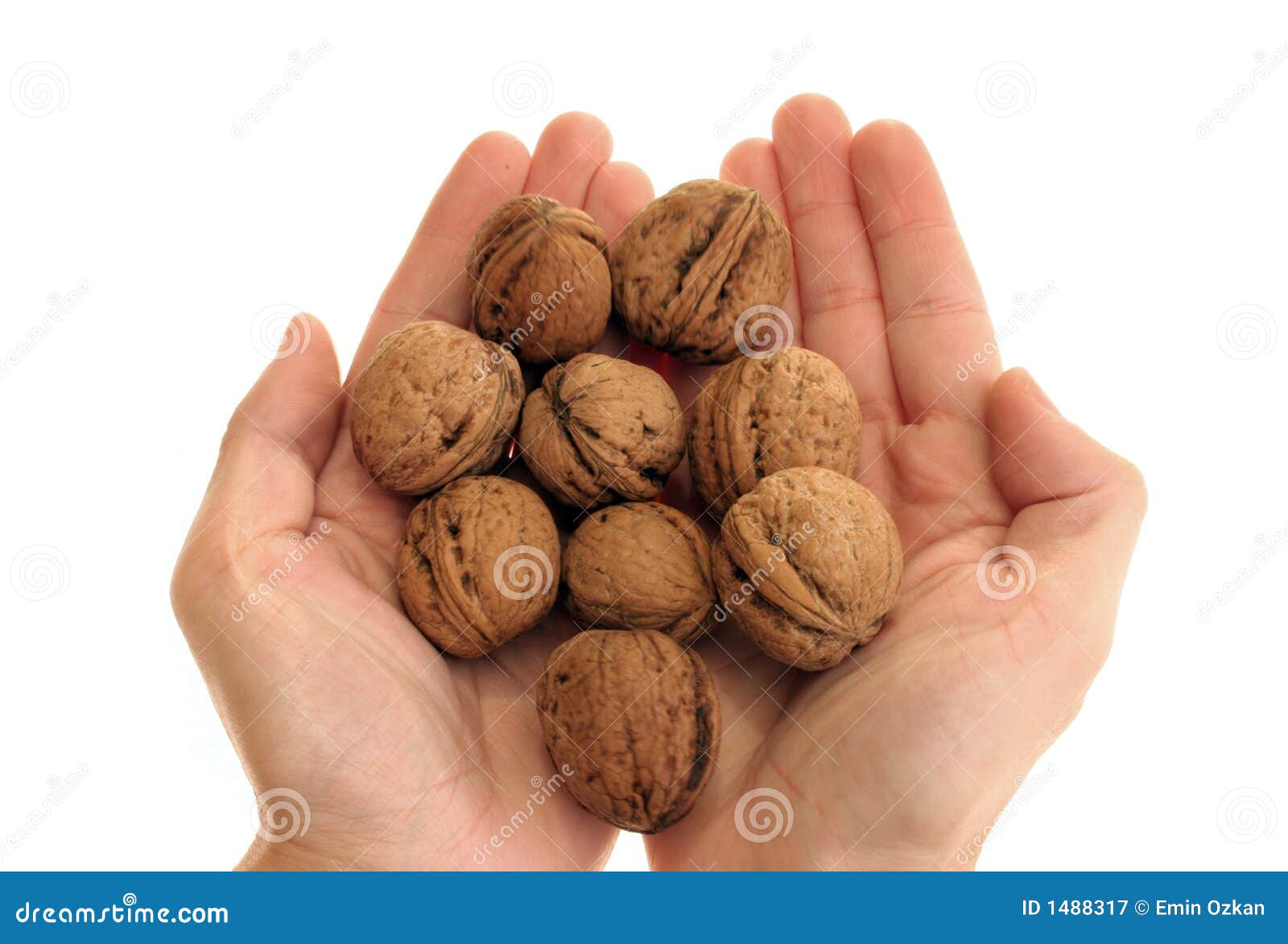 Handful of walnuts stock image. Image of hands, shelled - 1488317