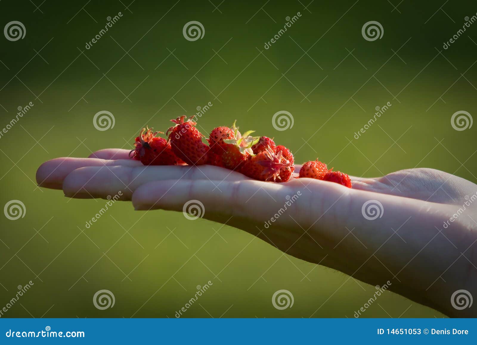 A Handfull of Wild Strawberries Stock Image - Image of little ... A Handfull of Wild Strawberries Stock Image - Image of little ...