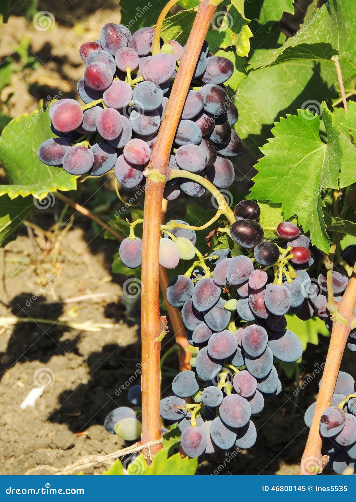 Red grapes stock image. Image of harvest, fruit, leaves - 46800145