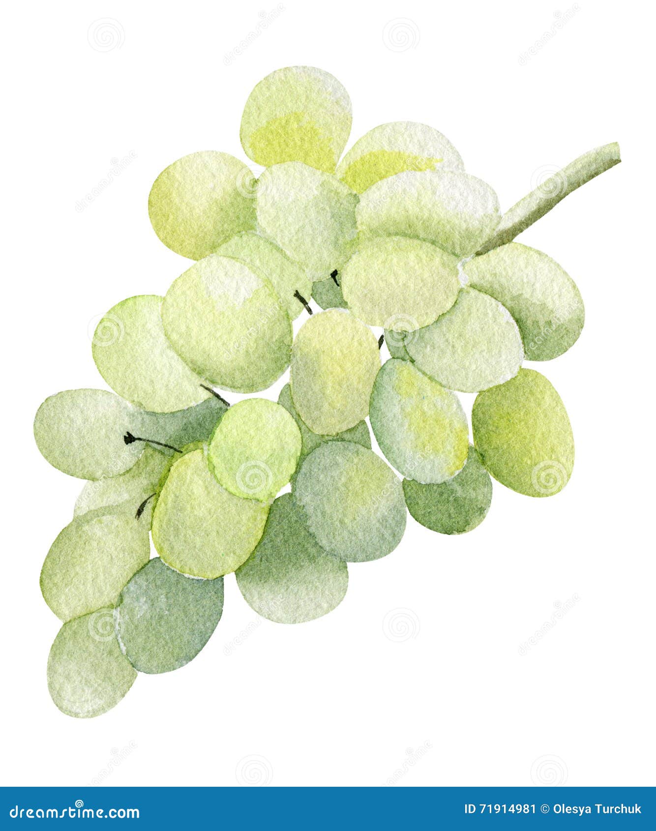 Handgemalte Aquarellmodell Clipart Schablone Der Traube Stock Abbildung ...