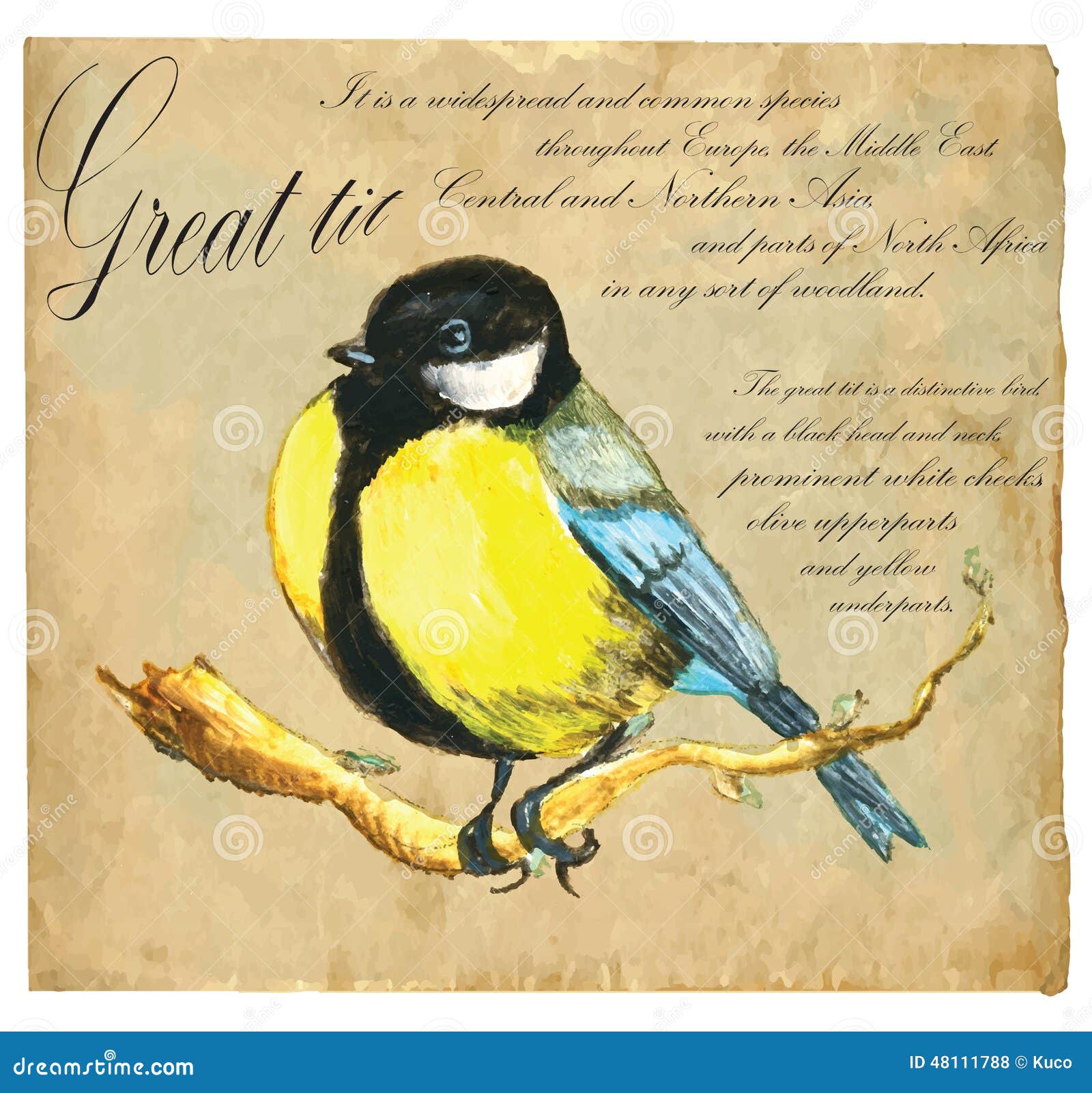 Handgemalte Illustration (Vektor), Vogel: Meise Vektor Abbildung ...