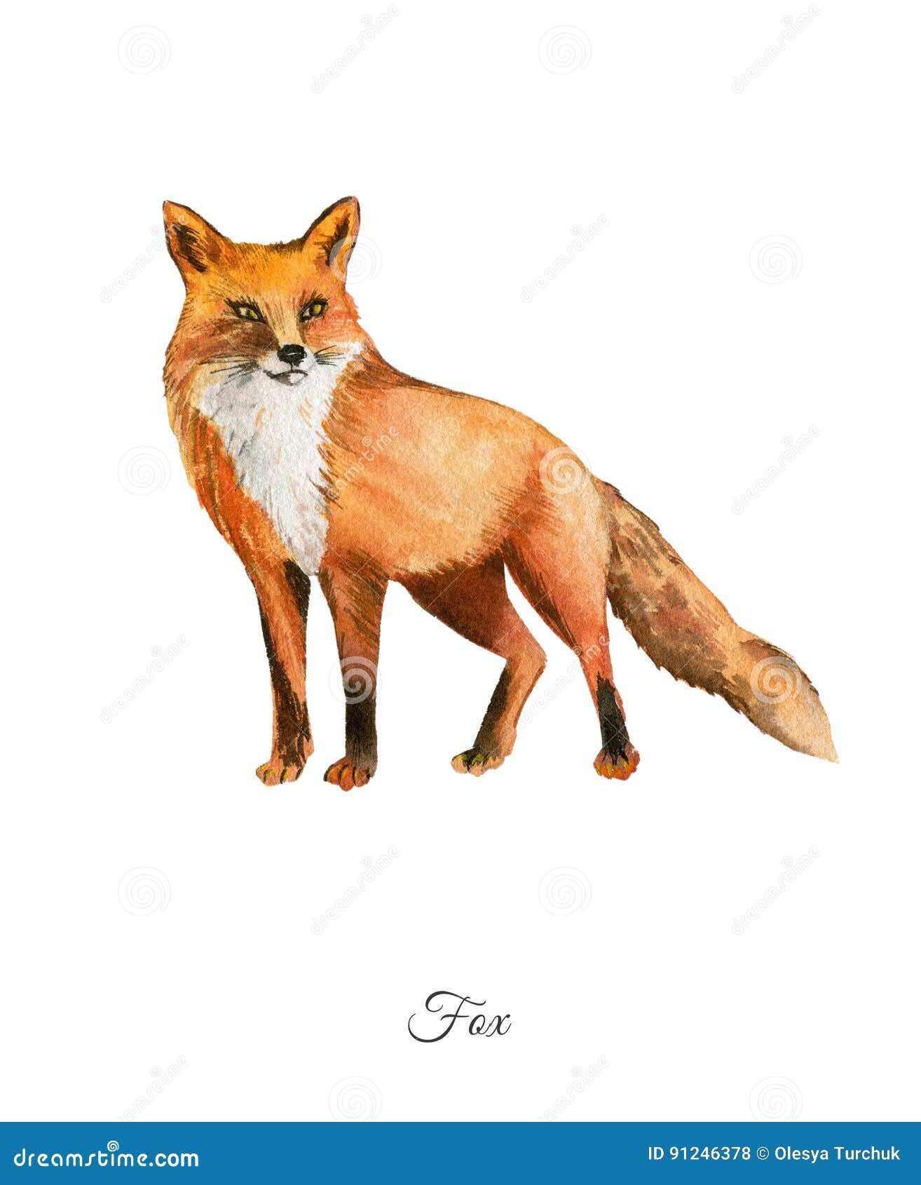 Handgemaltes Aquarellplakat Mit Fuchs Stock Abbildung - Illustration ...