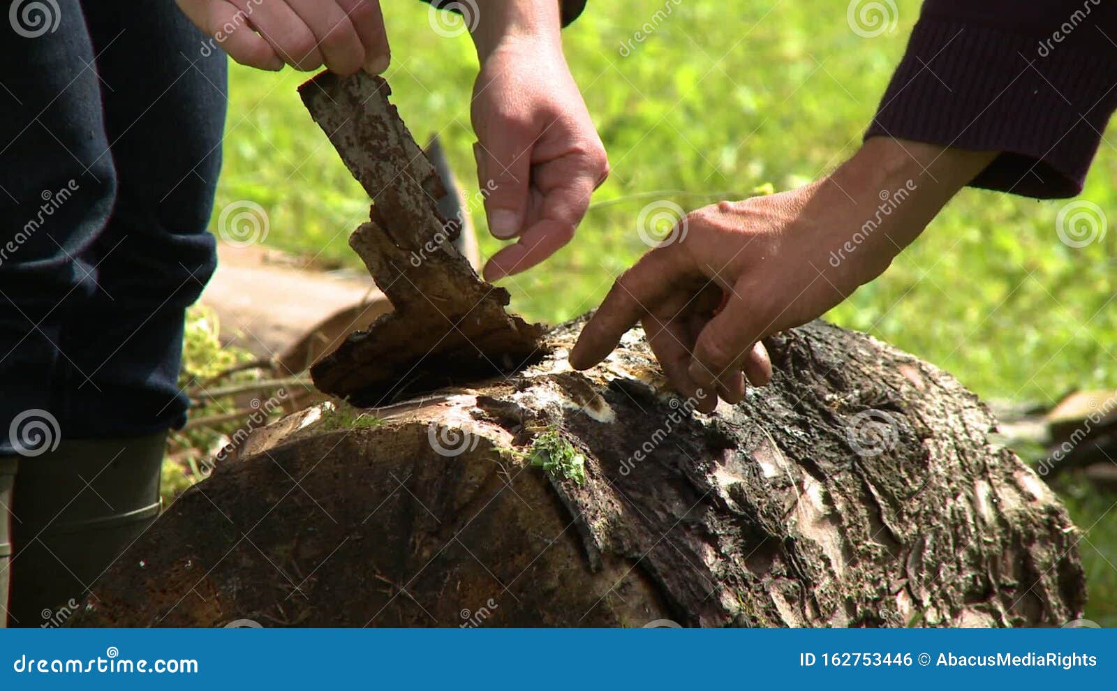 Pulling Bark Off Tree Stump Stock Footage - Video of bark, handheld ...