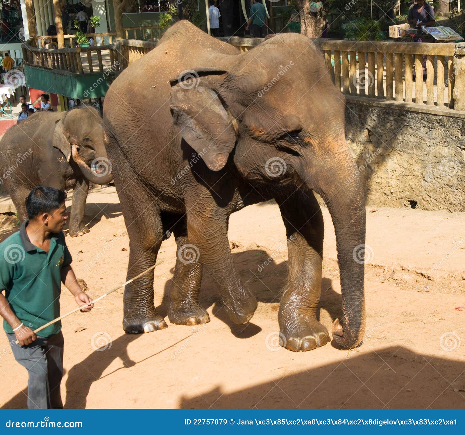 Handicapped Elephant Hurt in War Editorial Stock Image - Image of ...