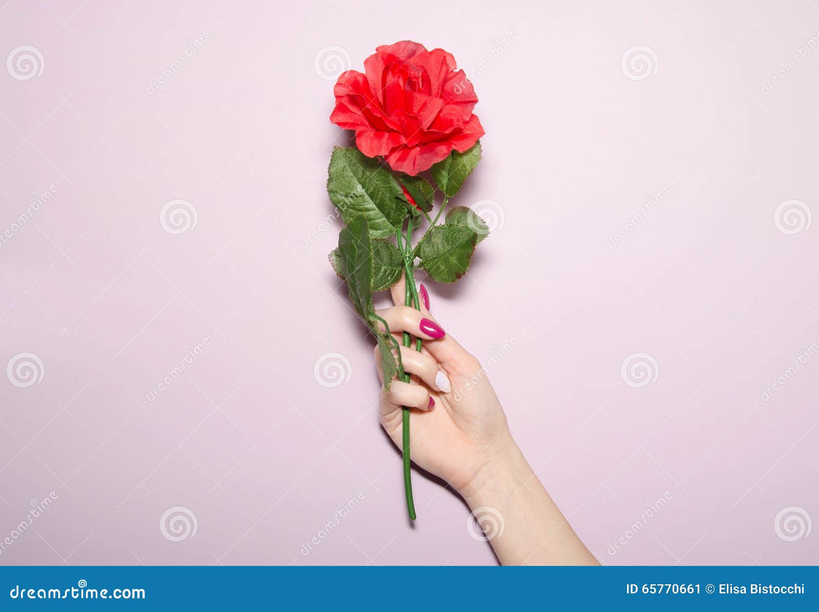 Handing a Rose As a Representation of Love Stock Image - Image of ...