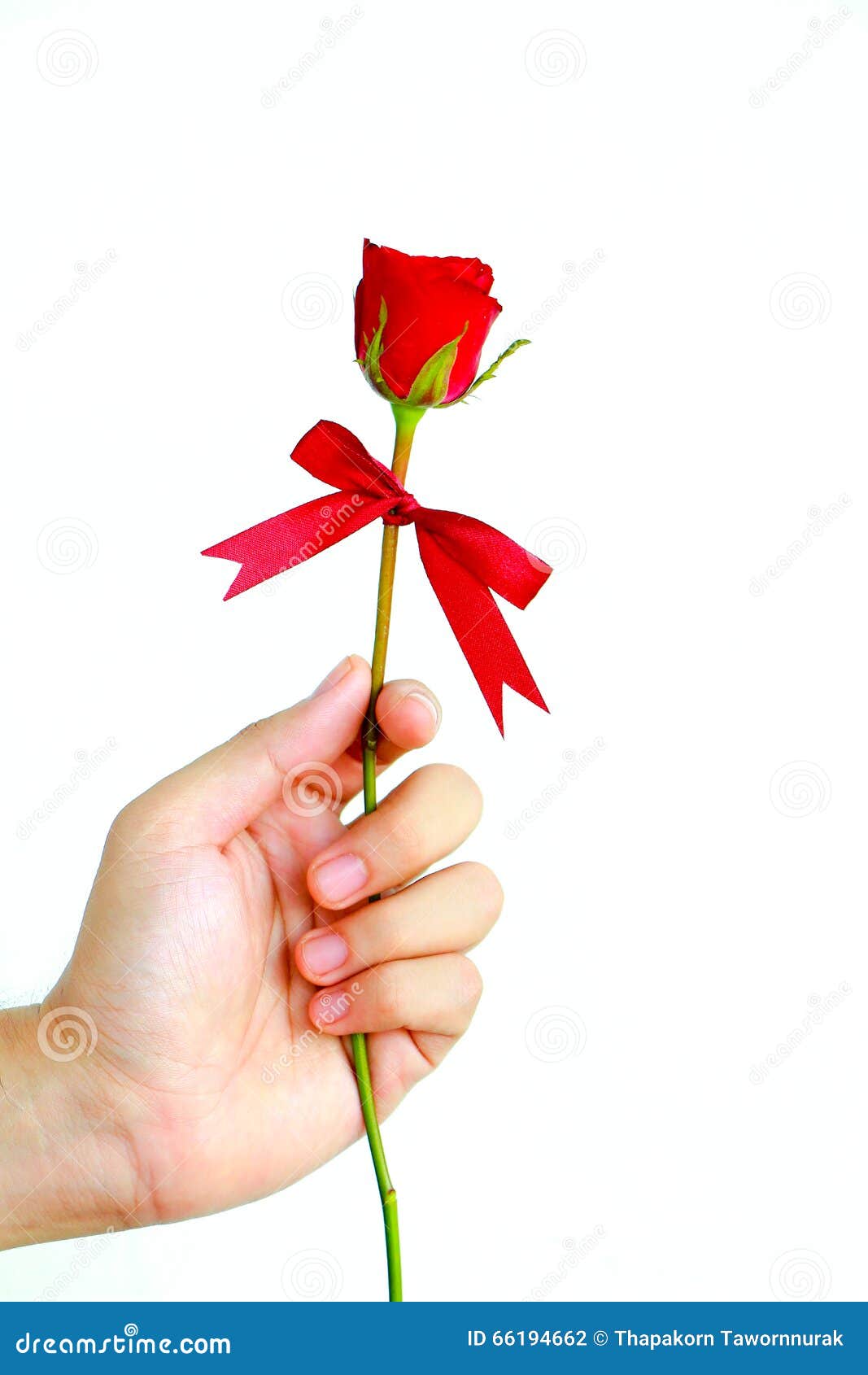 Handing a Rose As a Representation Stock Photo - Image of handing ...