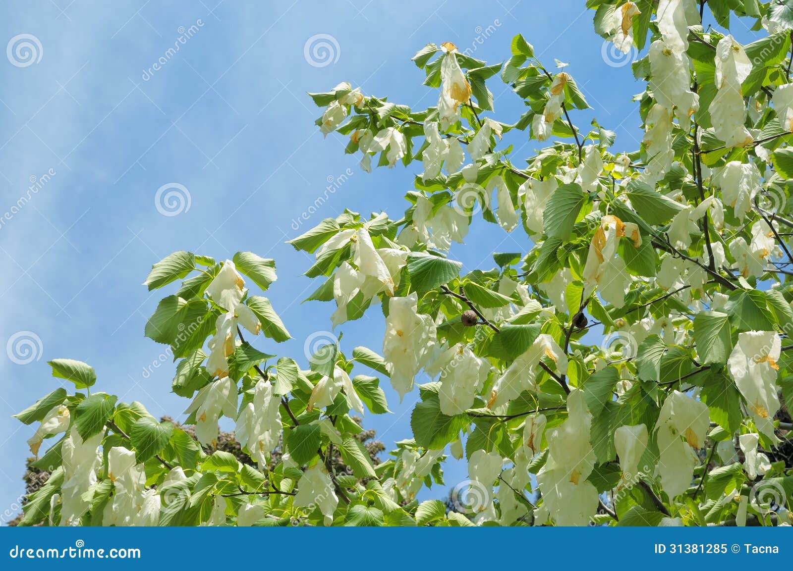 Handkerchief tree stock image. Image of grow, garden - 31381285