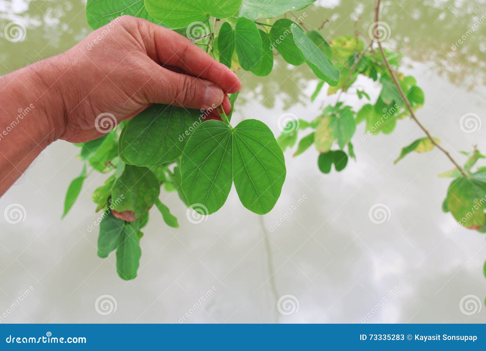 Handle leave stock image. Image of citrus, macro, leave - 73335283