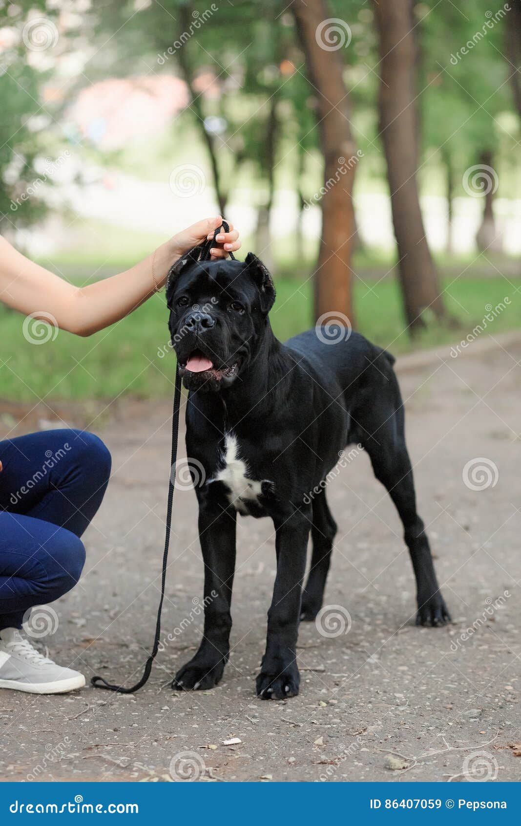Italian Mastiff Dogs