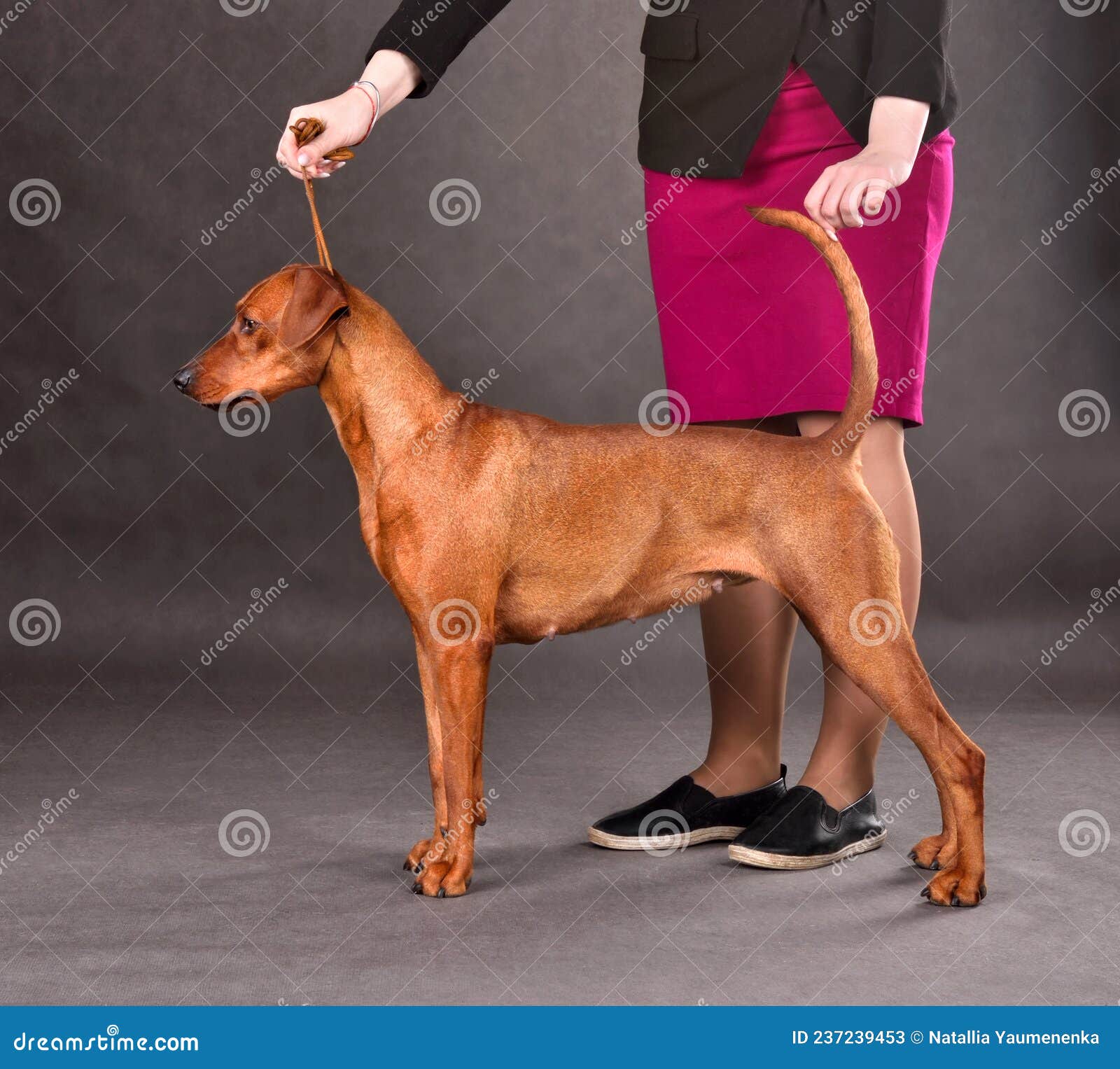 Handler with dog stock image. Image of trainer, canine - 237239453