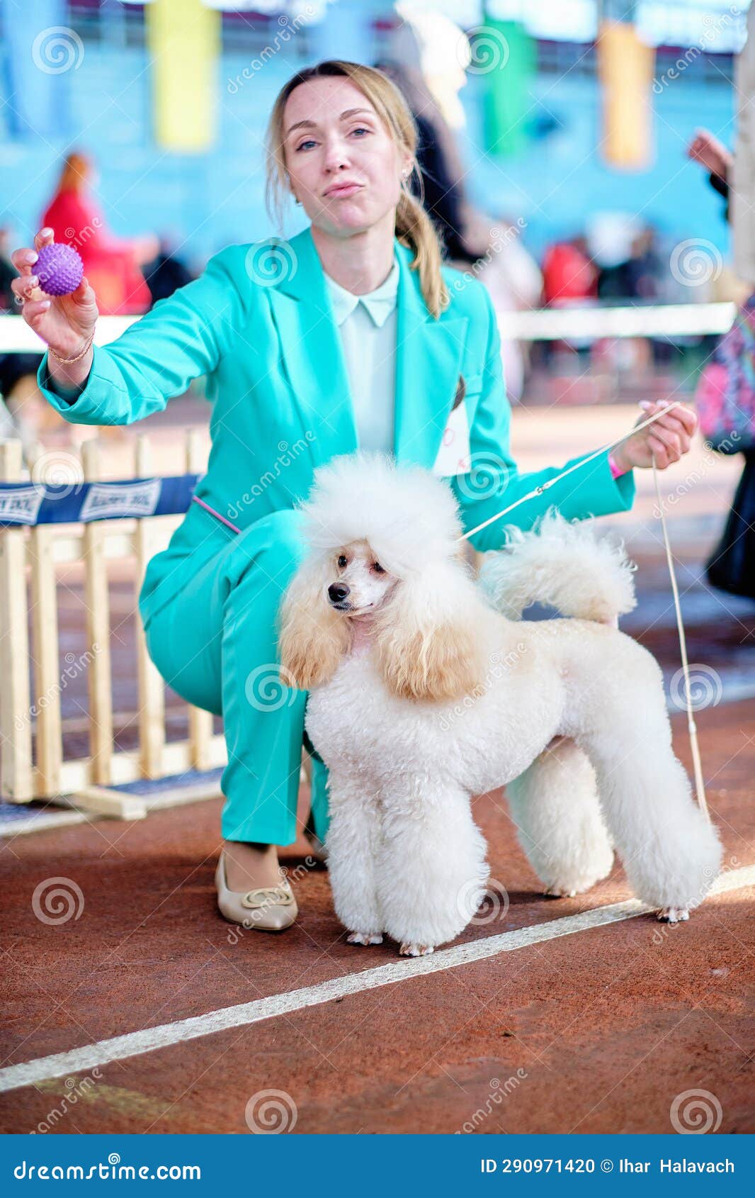 Handler, Trainer Puts a Miniature, Small Poodle of Modern Color in a ...