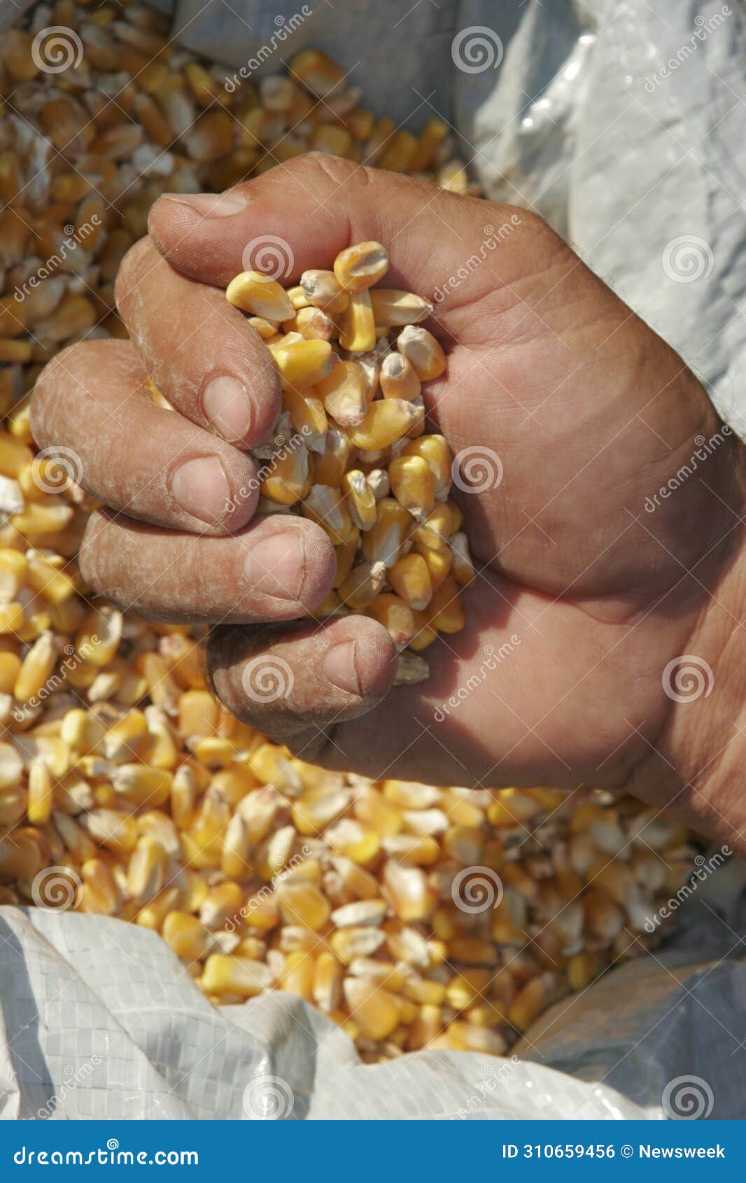Handling corn seeds stock photo. Image of holding, macro - 310659456