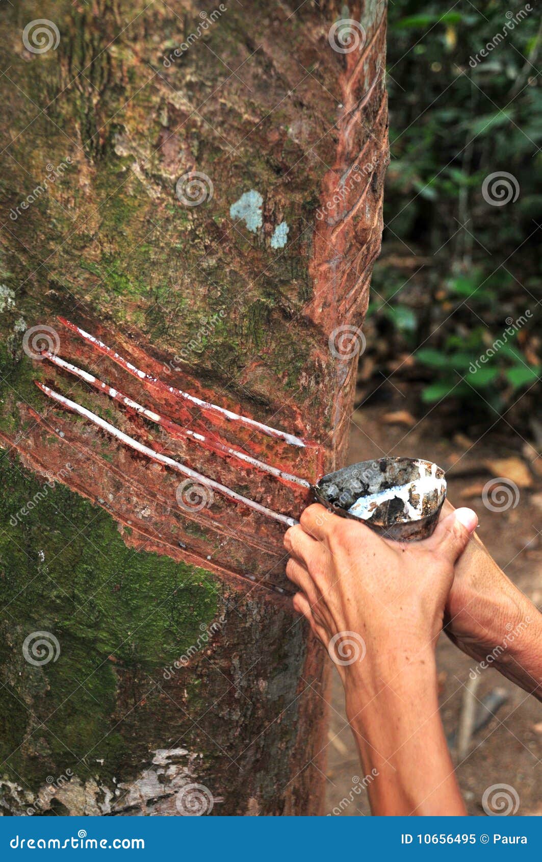 Rubber Tree Latex Plant. Natural Latex Production In Thailand Royalty ...