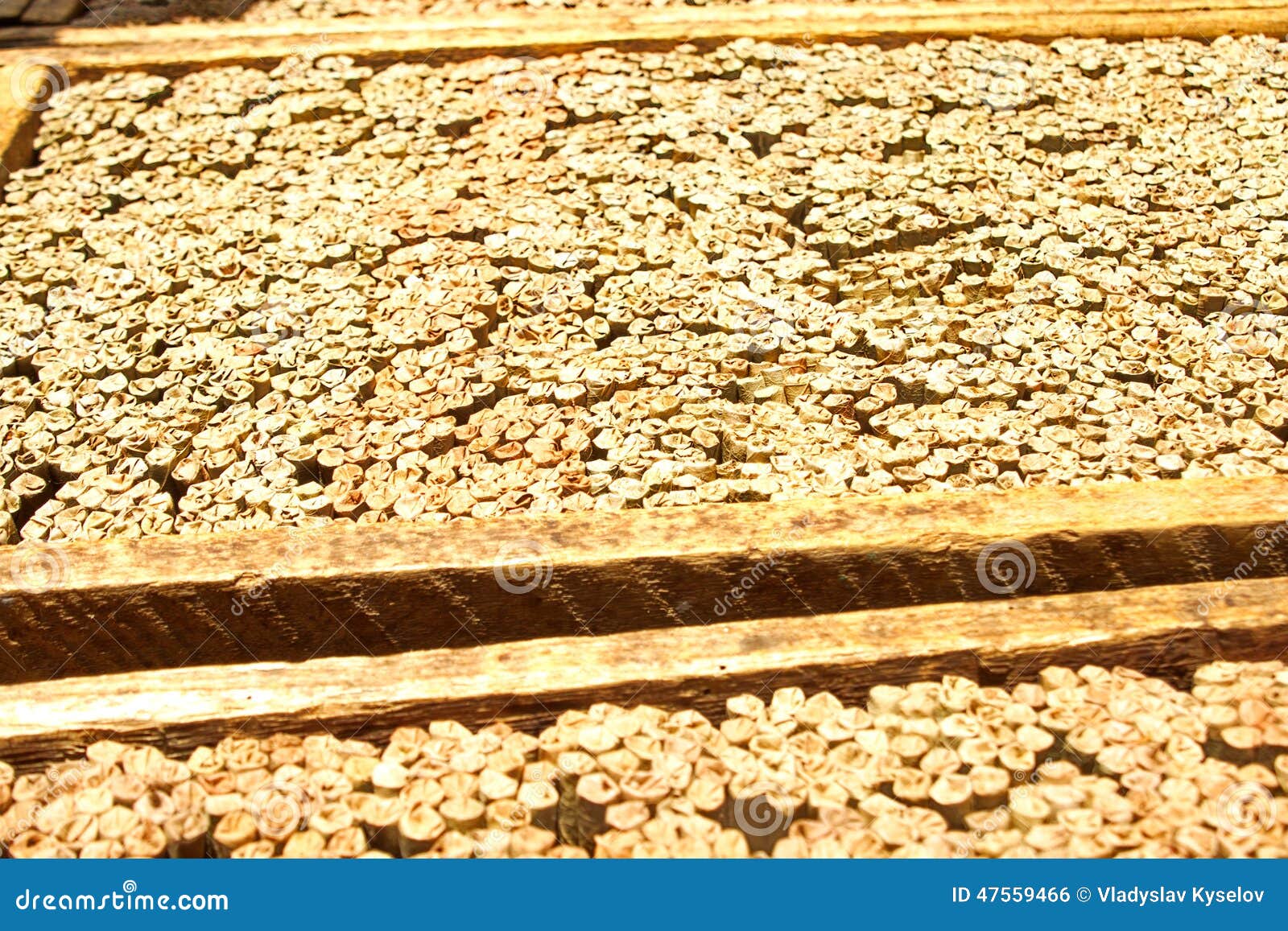 Handmade cigarettes stock photo. Image of macro, healthy - 47559466