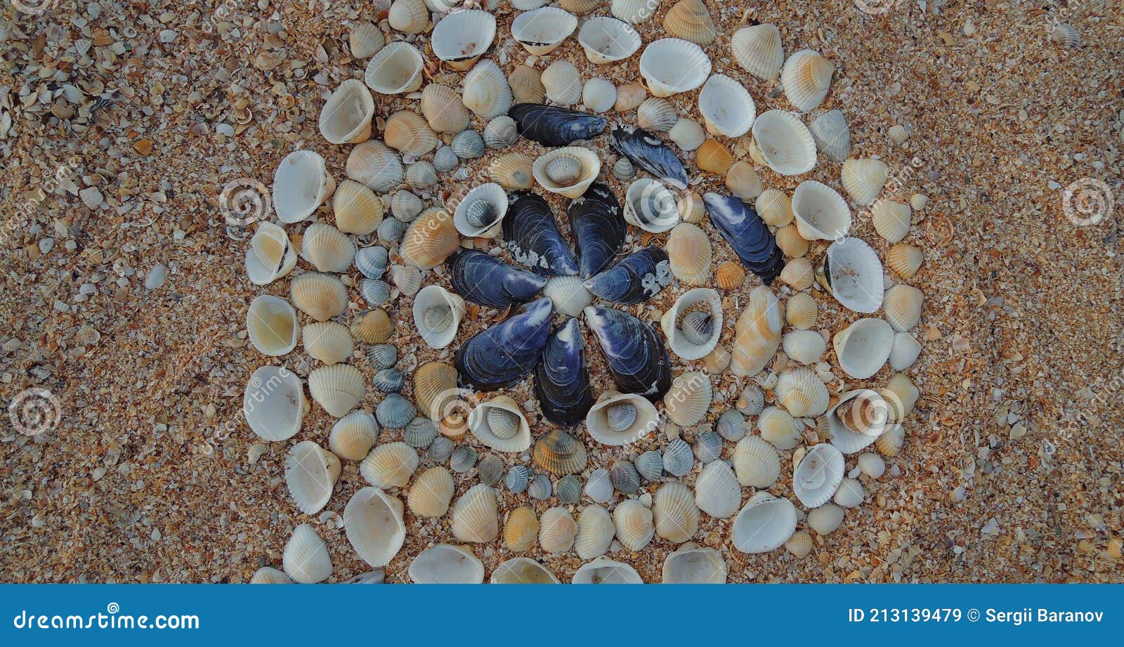 Round Pattern of Shells and Mussels on a Sea Sand Stock Image - Image ...