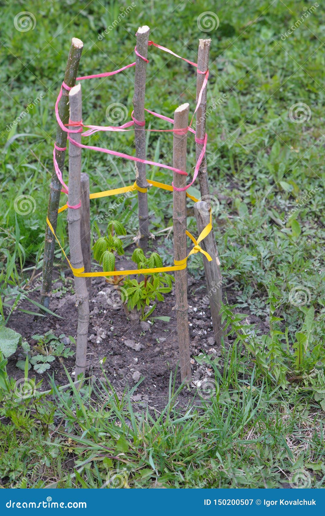 Fencing The Flowerbed With Wooden Square Posts With Ropes Separates The ...