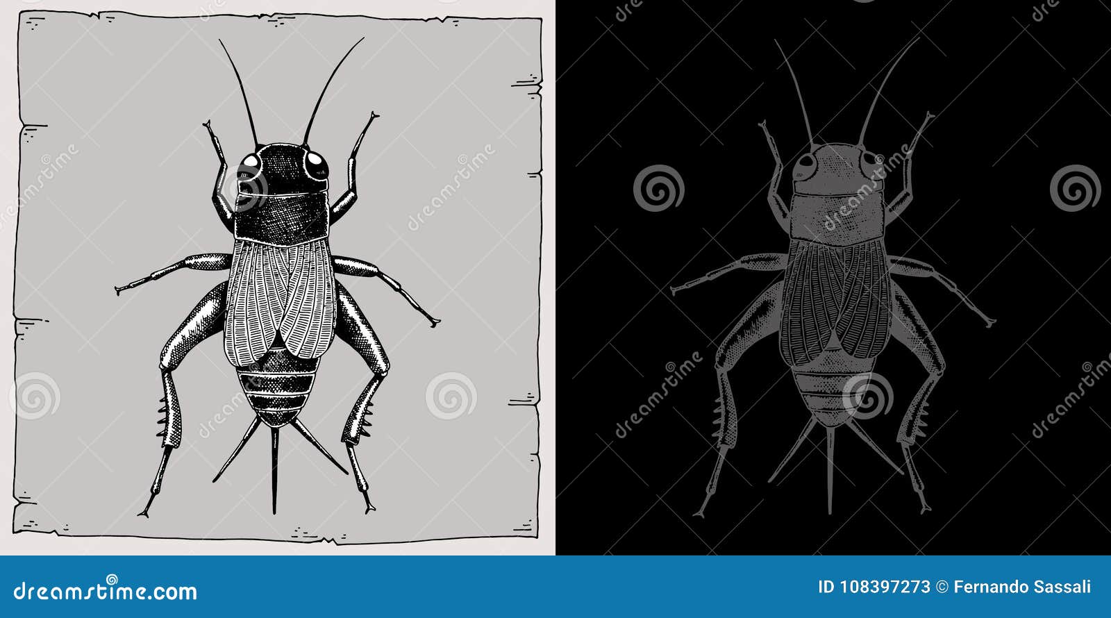 Gryllidae stock vector. Illustration of animal, pencil - 108397273