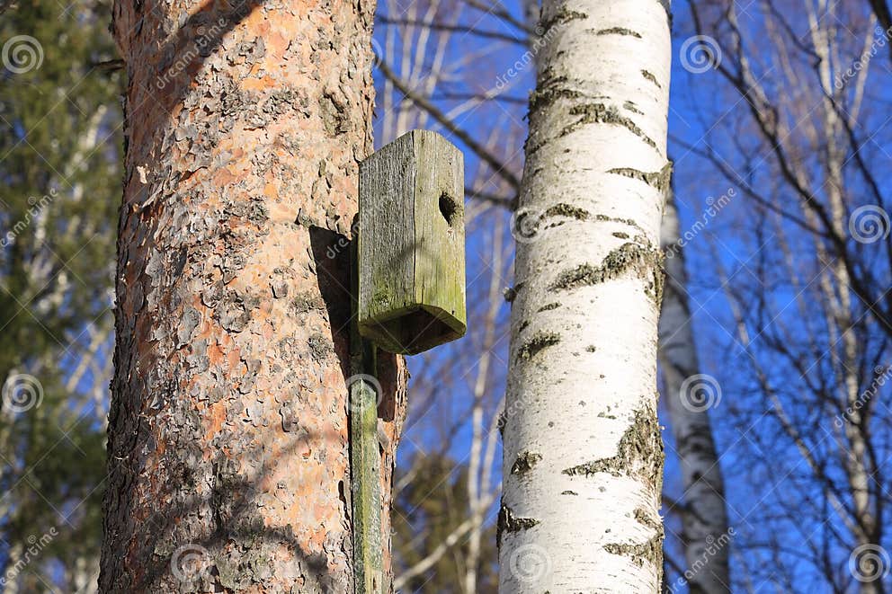 A Handmade Nest Box on the Trunk of a Pine Tree Stock Photo - Image of ...