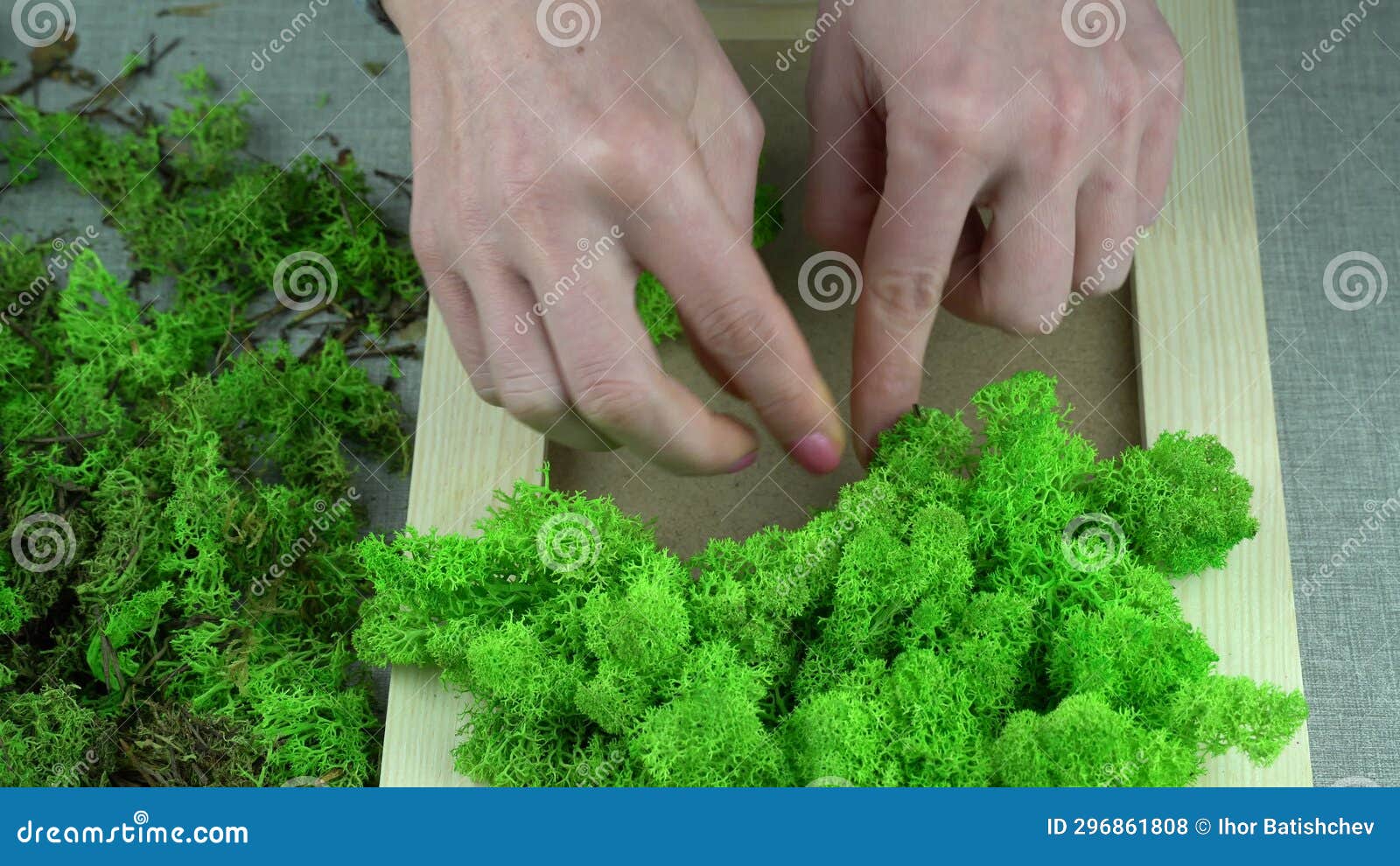 Handmade with Stabilized Moss. Process Working with Reindeer Lichen Stock Footage - Video of ...