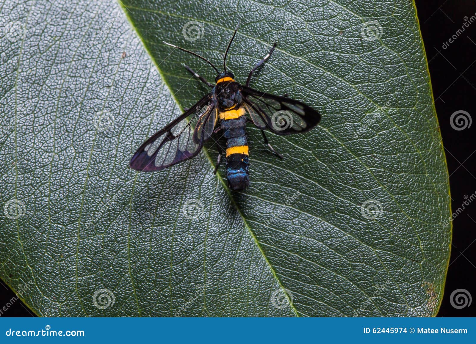Handmaiden moth stock photo. Image of fauna, ceryx, animal - 62445974