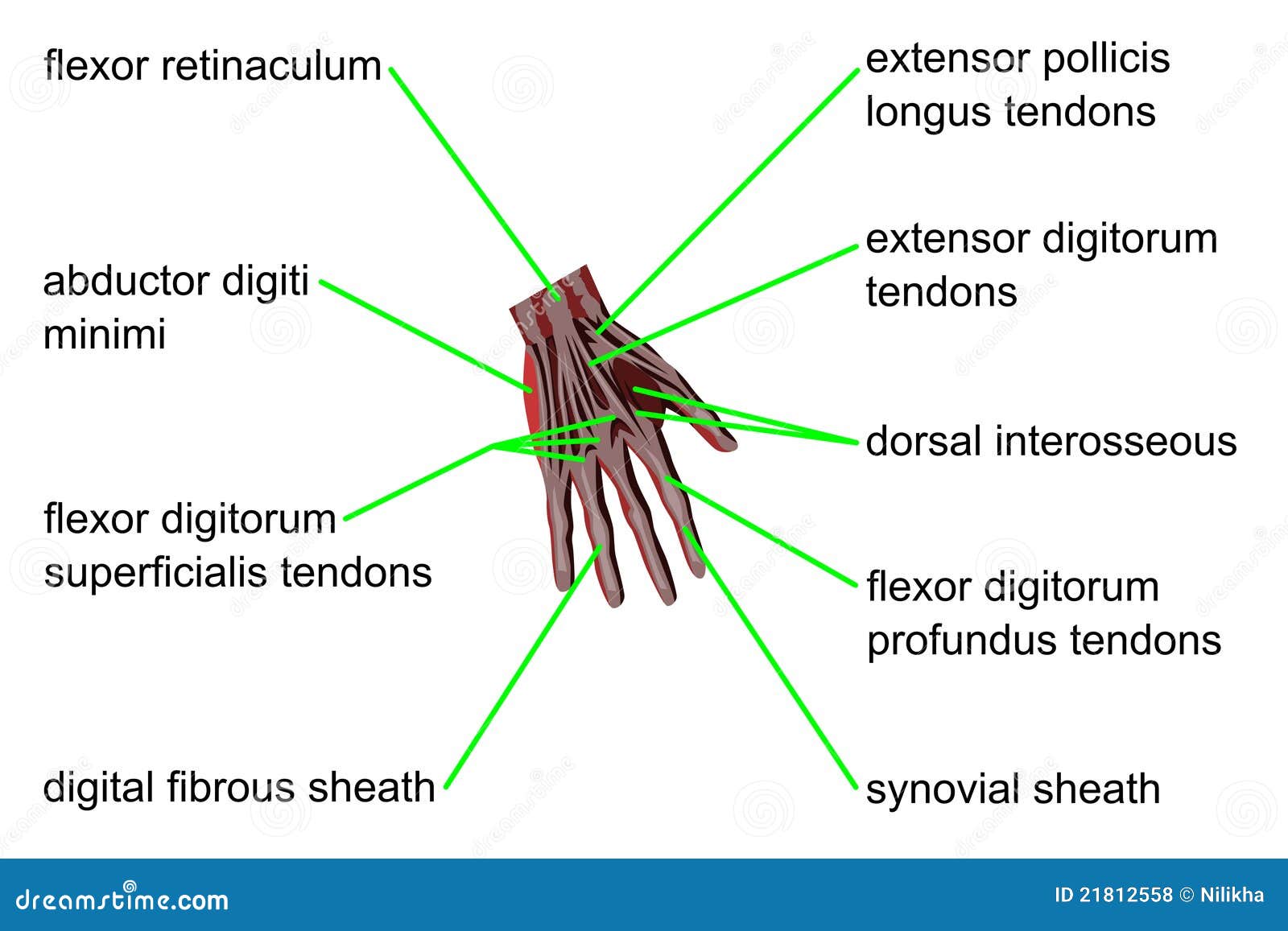 Handmuskler stock illustrationer. Illustration av biologi - 21812558