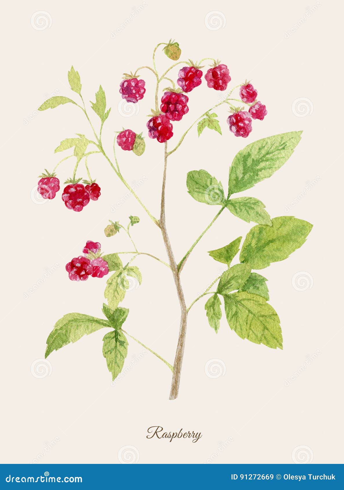 Handpainted Watercolor Poster with Raspberry Stock Illustration ...