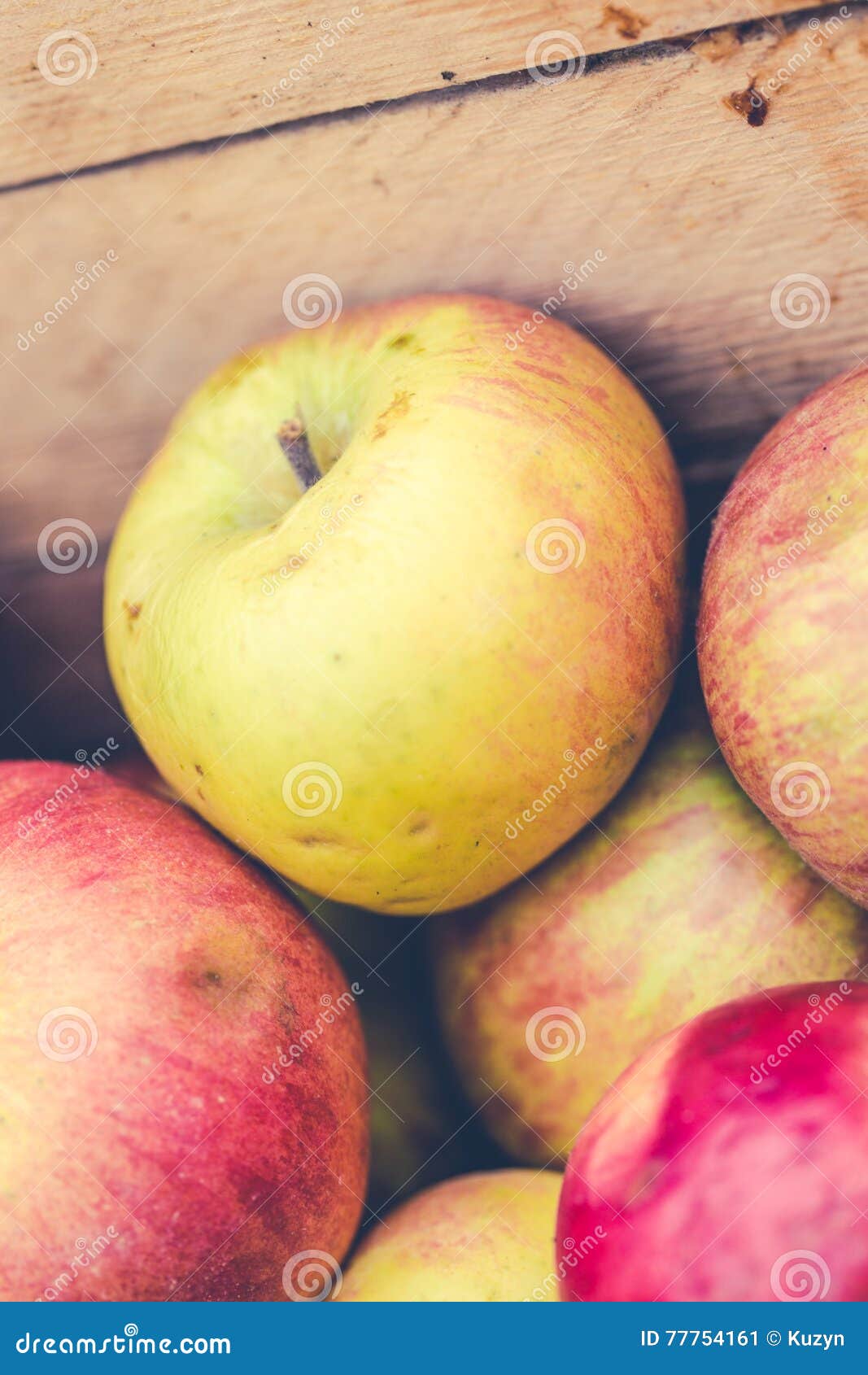 Handpicked apples stock image. Image of harvest, delicious - 77754161