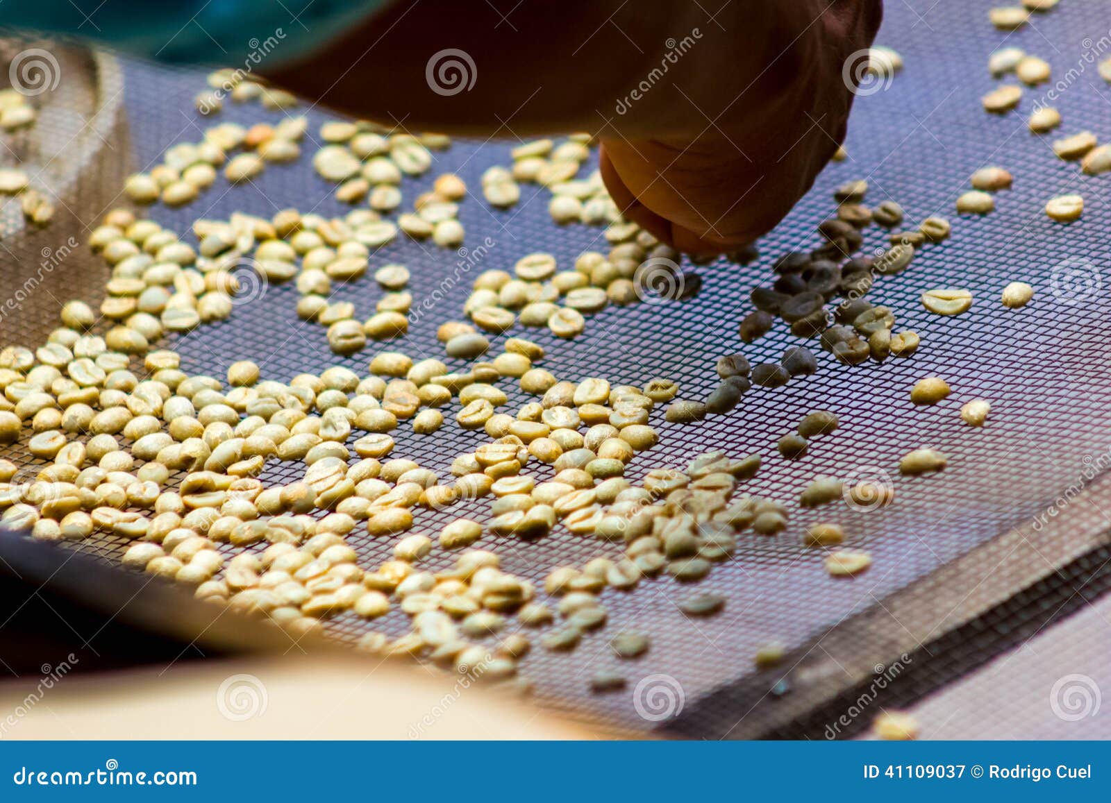Handpicked coffee stock image. Image of full, beverage - 41109037
