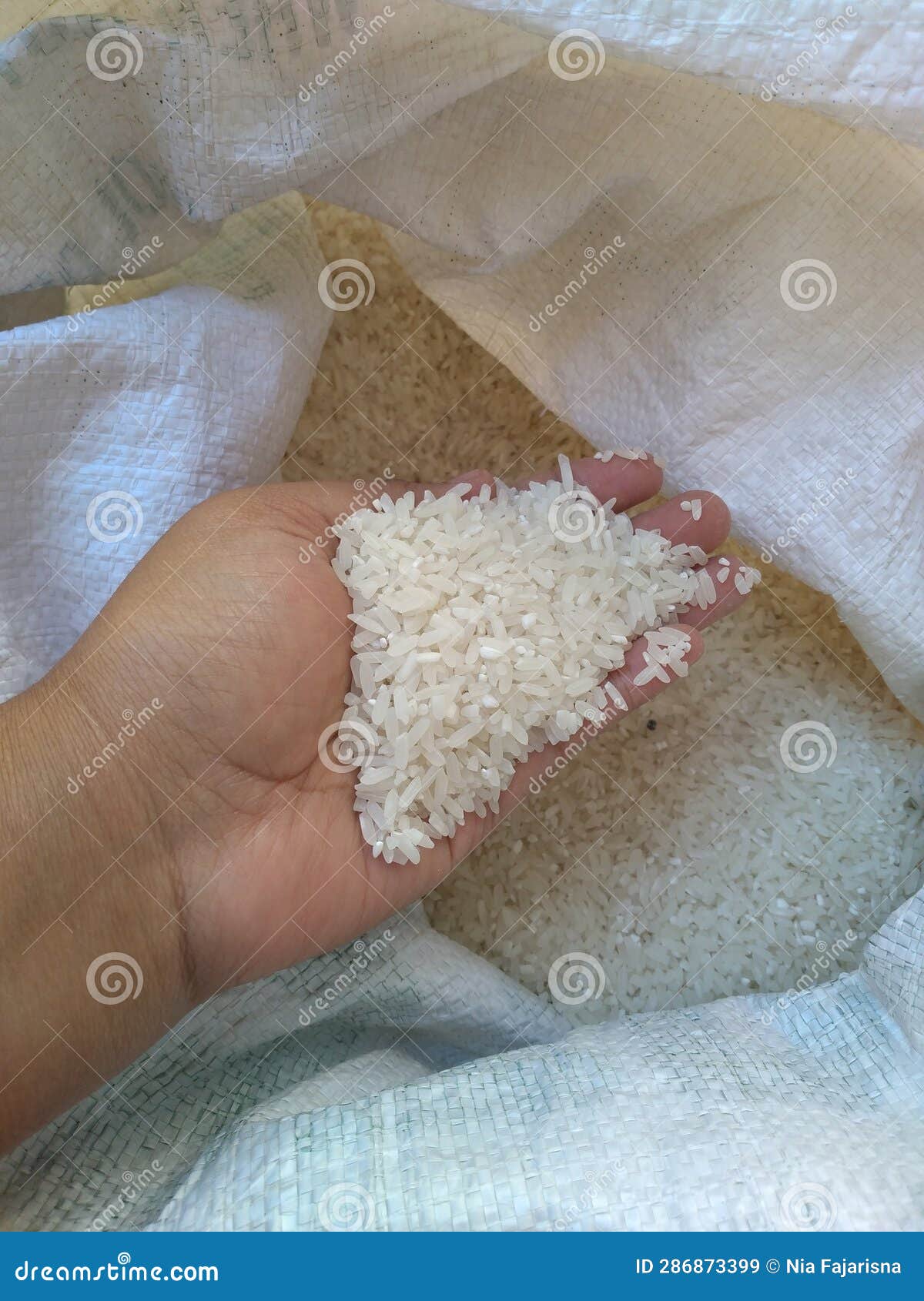 Handpicking Grains of Rice from the Sack. Stock Image - Image of paddy ...
