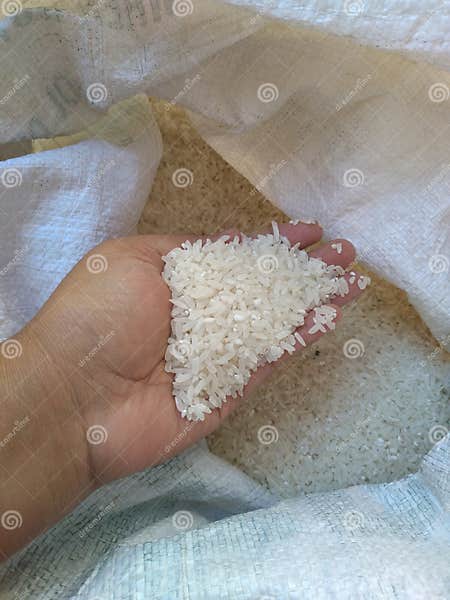 Handpicking Grains of Rice from the Sack. Stock Image - Image of paddy ...