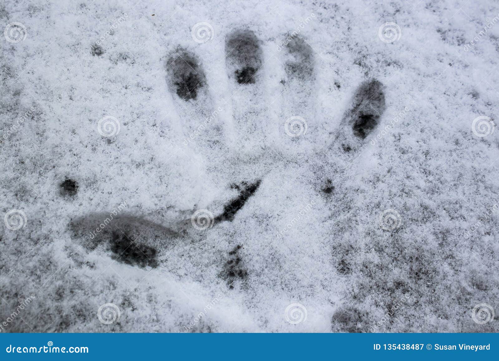 Handprint On The Snow. Background. Winter. Winter Background Stock ...