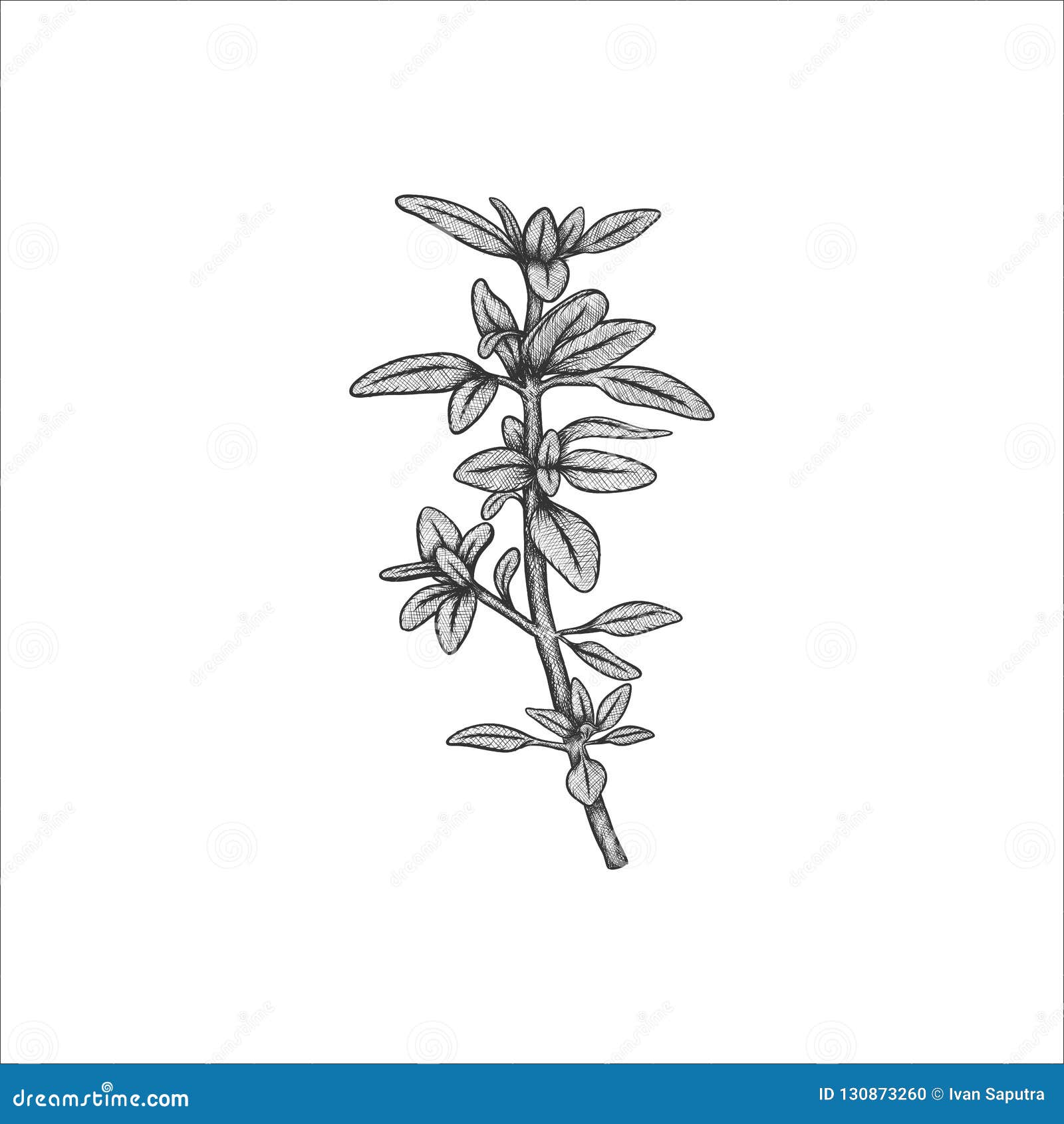 Handrawn Herb Thyme Vector Illustration Stock Vector - Illustration of ...