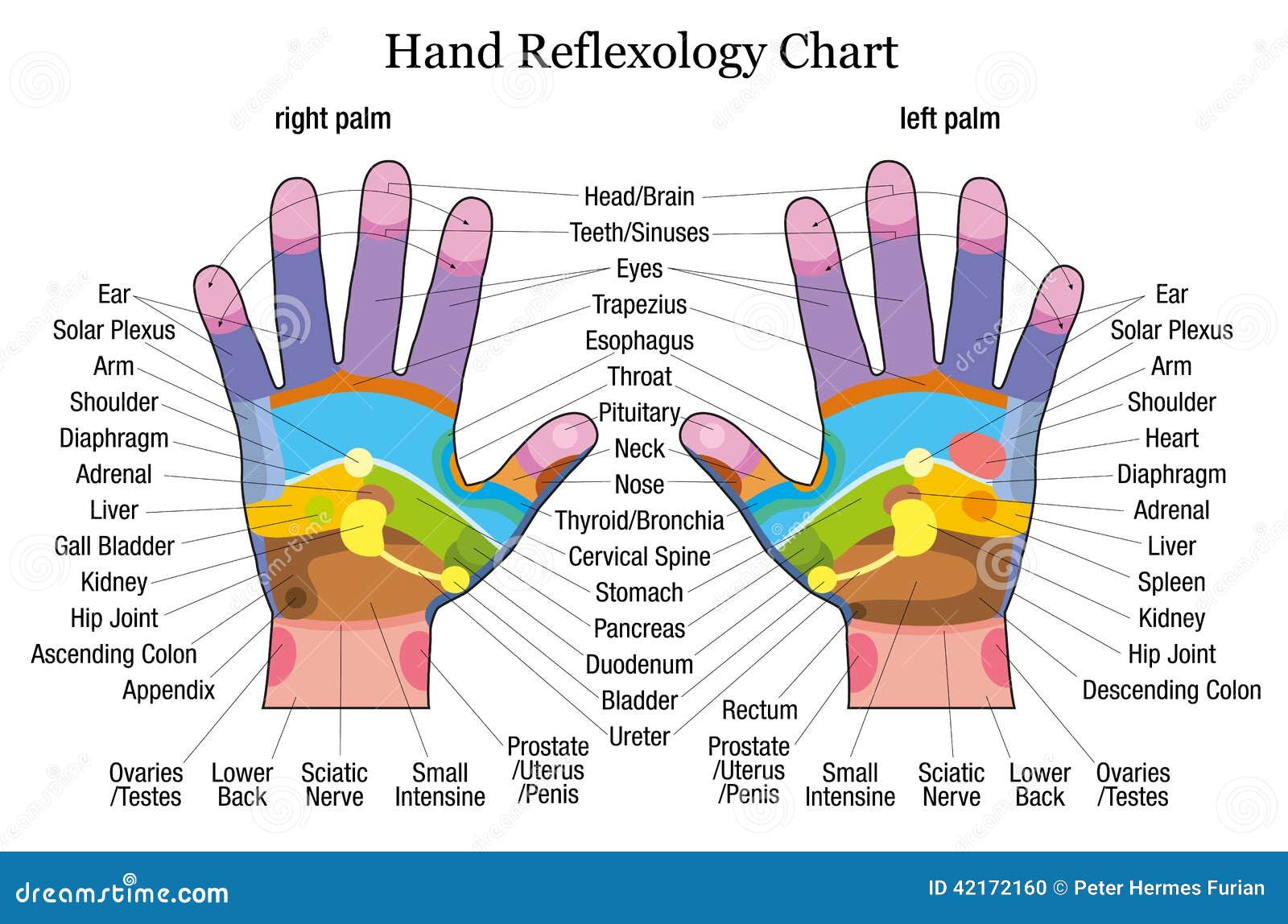 Handreflexzonenmassage-Diagrammbeschreibung Vektor Abbildung ...