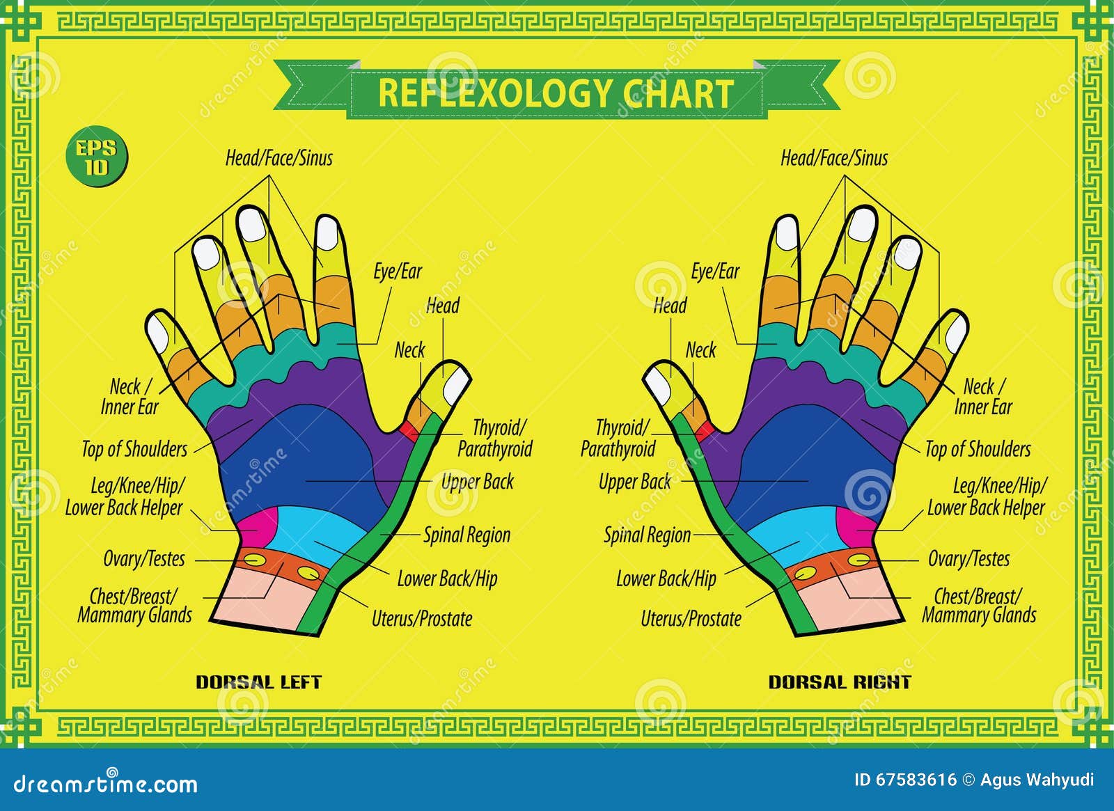 Handreflexzonenmassagediagramm Stock Abbildung - Illustration von ...